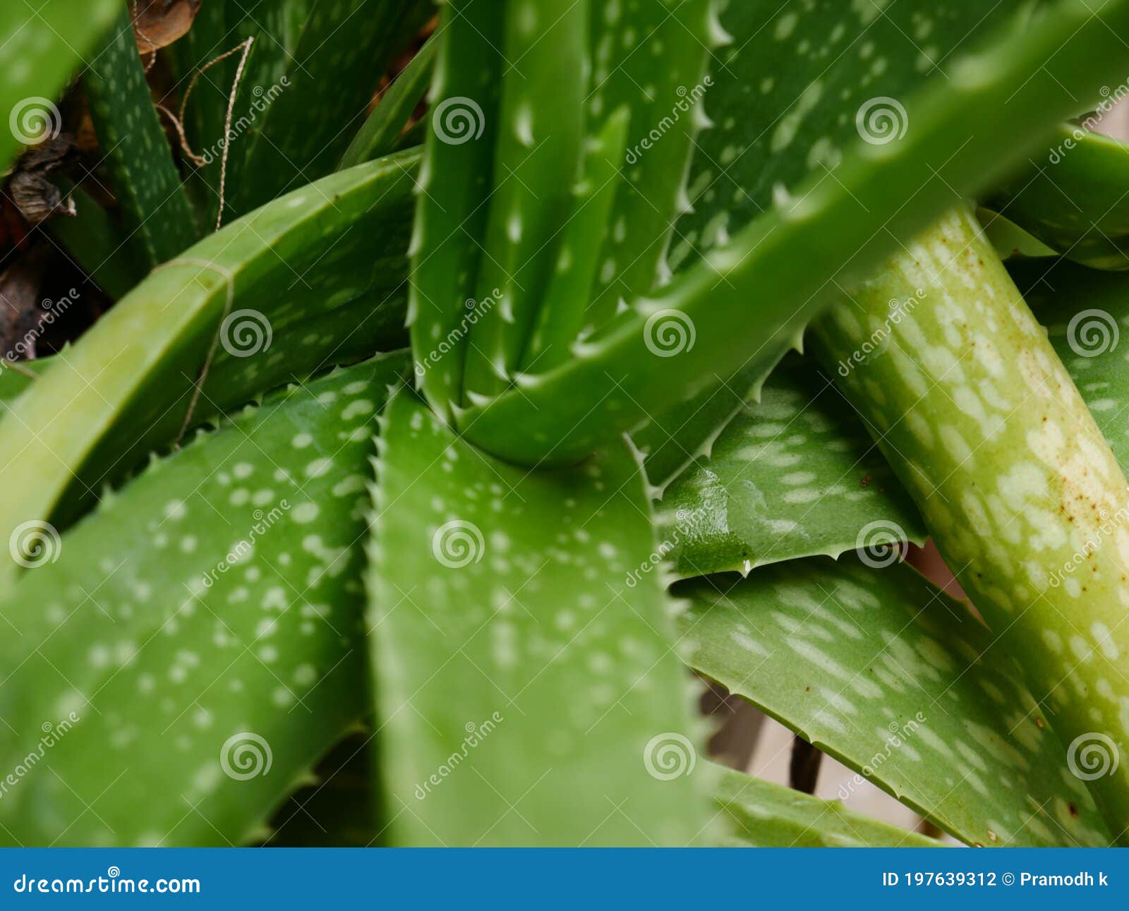 Indian alovera plant stock photo. Image of food, flower - 197639312