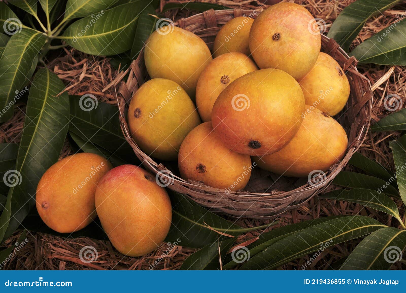 Indian Alphonso Mango On Mango Tree - Mangifera Indica Stock Photo ...