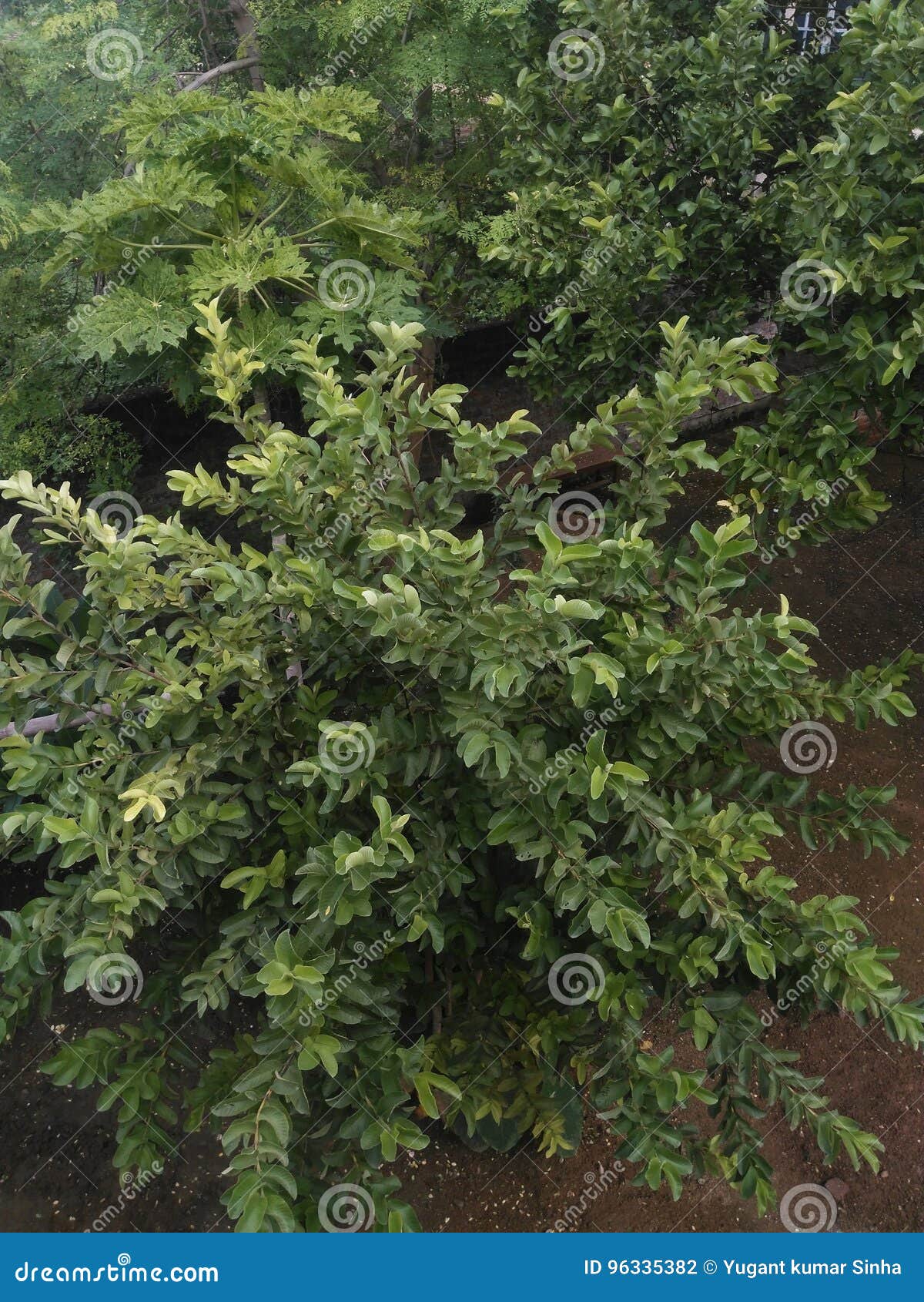 Indian Amarud tree stock photo. Image of fantastic, fruit - 96335382