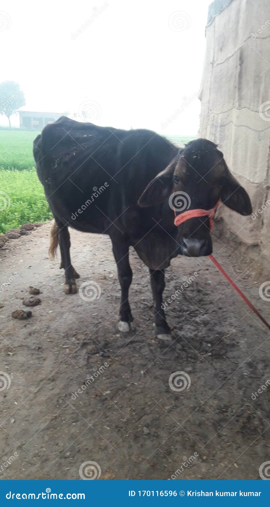 Indian Animal Good Looking and Smart Cow Stock Photo - Image of looking ...