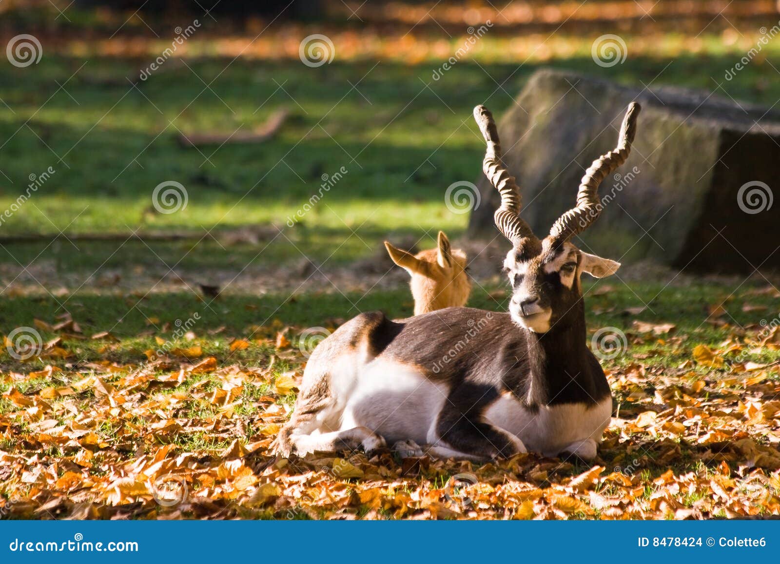 Blackbuck Antelope Baby