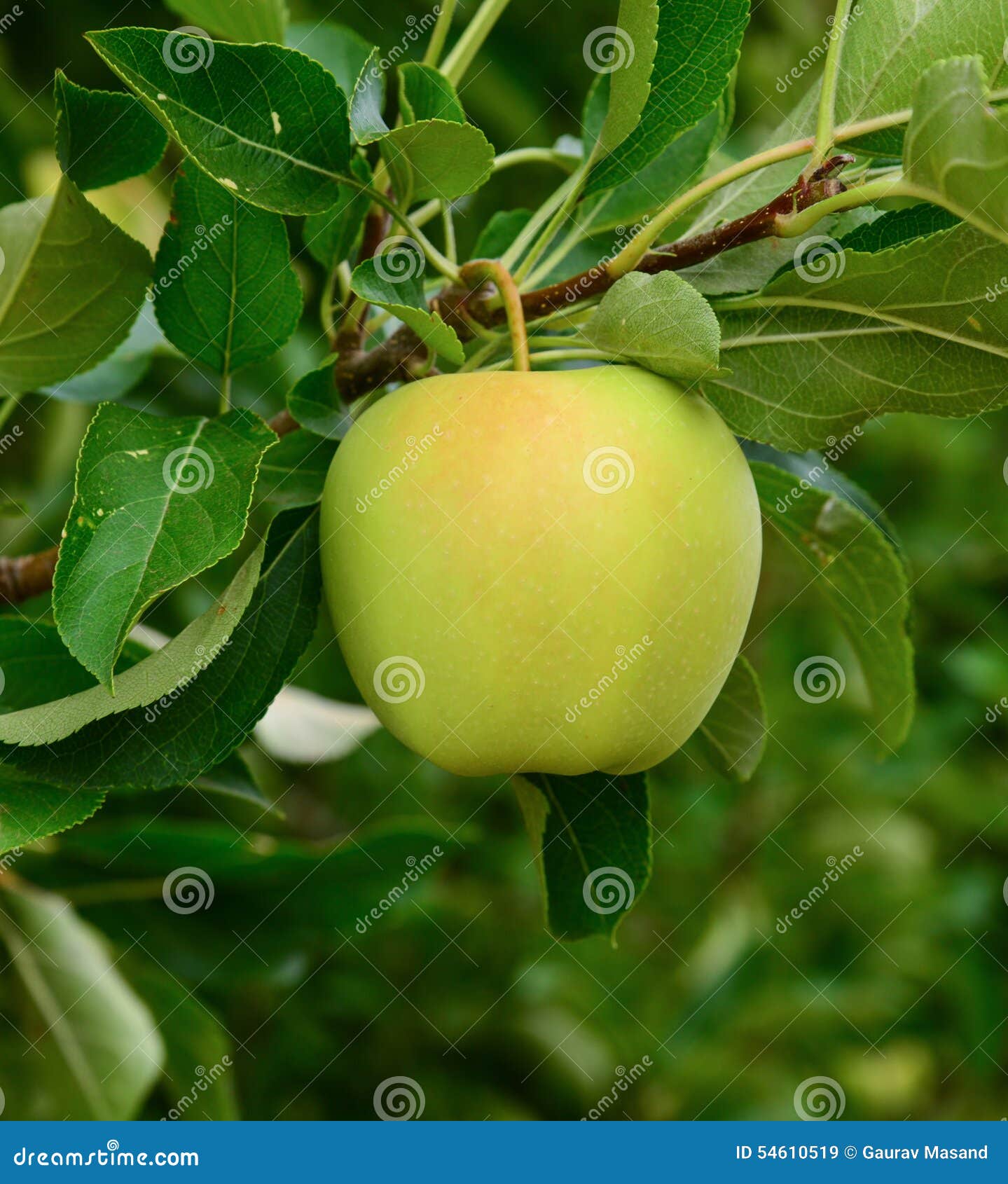 Indian-Apple in an orchard stock image. Image of custard - 54610519