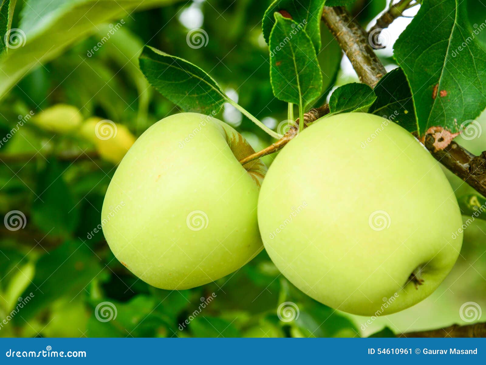 Indian-Apples on an Orchard Stock Image - Image of stack, apple: 54610961