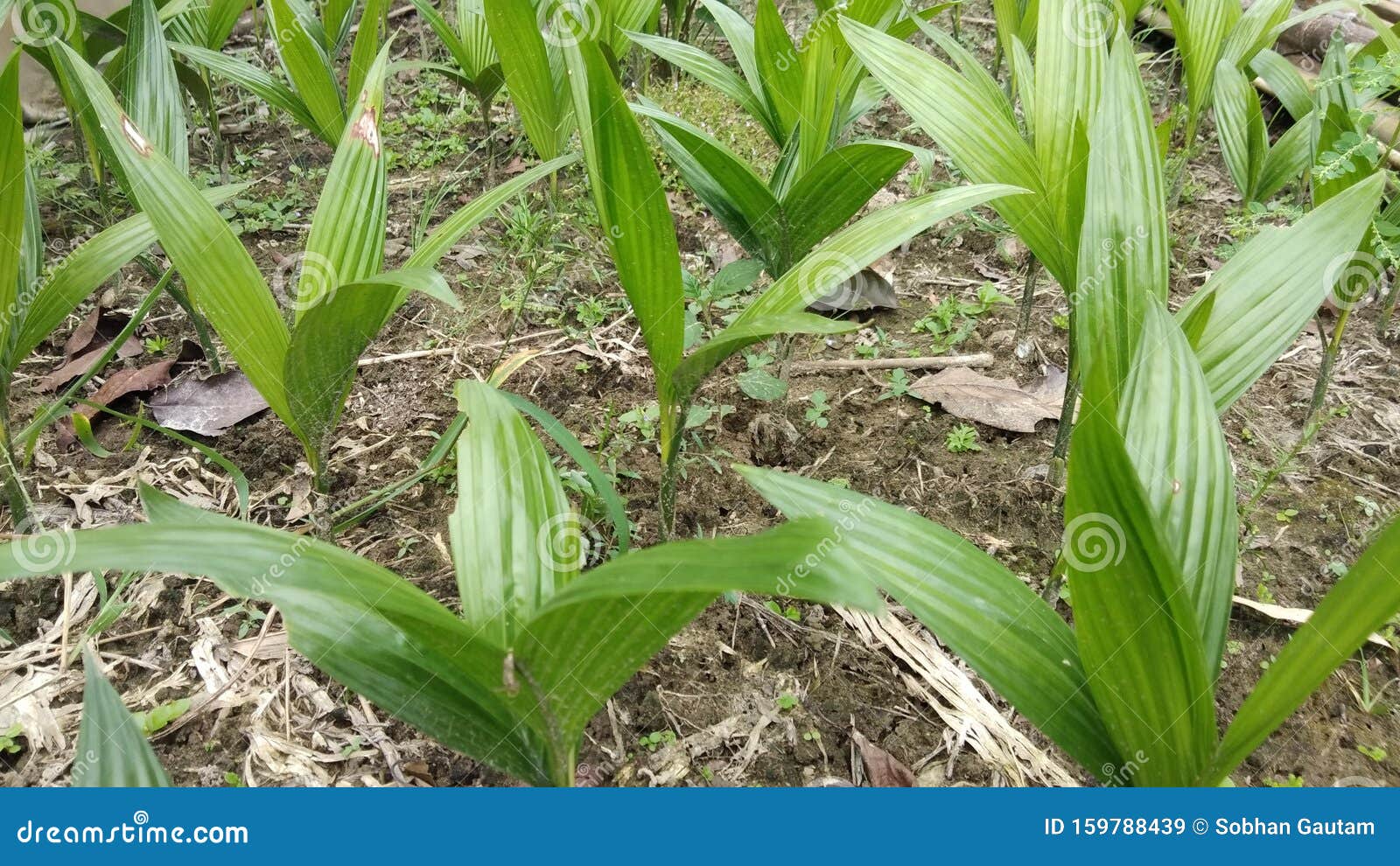 Areca catechu in india stock image. Image of size, wallpaper - 159788439