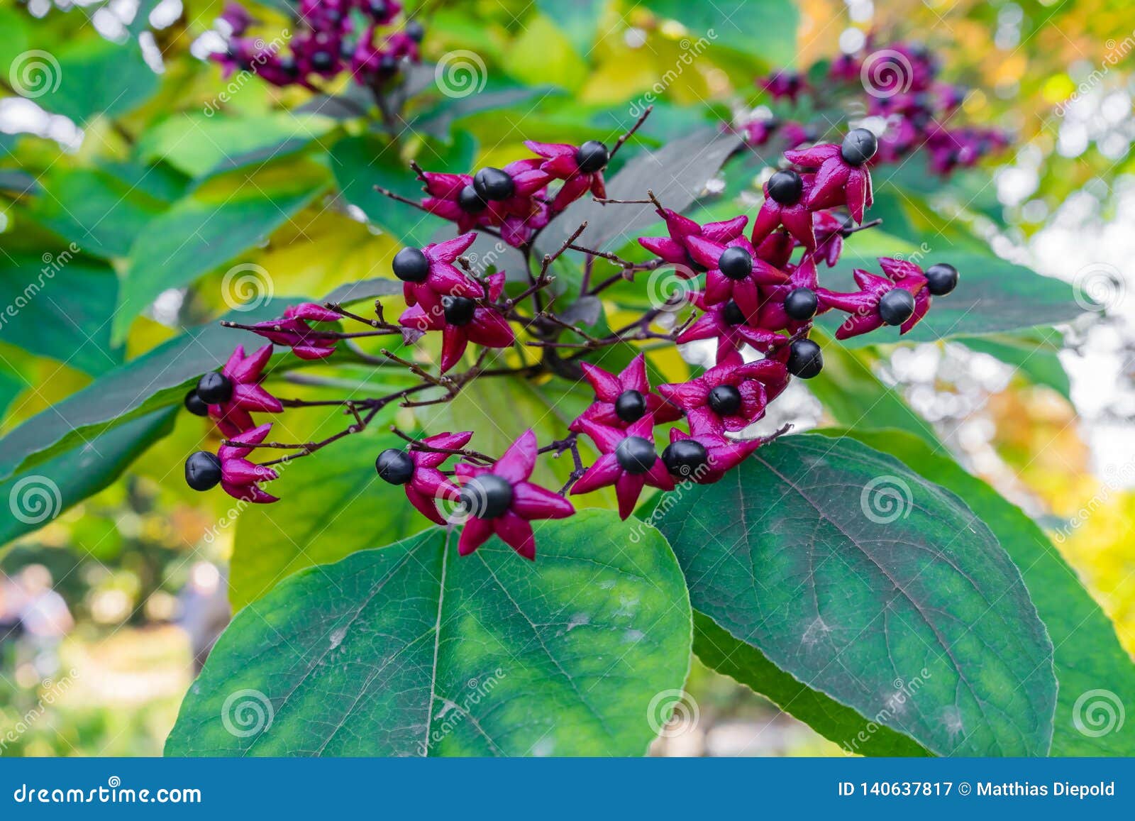 Indian Arrow Root Beutifull Tree Stock Image - Image of florida, colors ...
