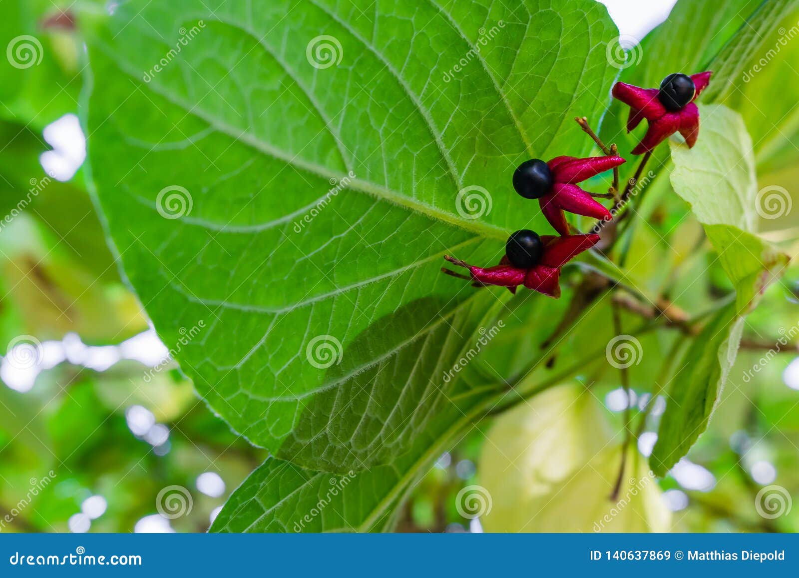 Indian Arrow Root Beutifull Tree Stock Image - Image of background ...