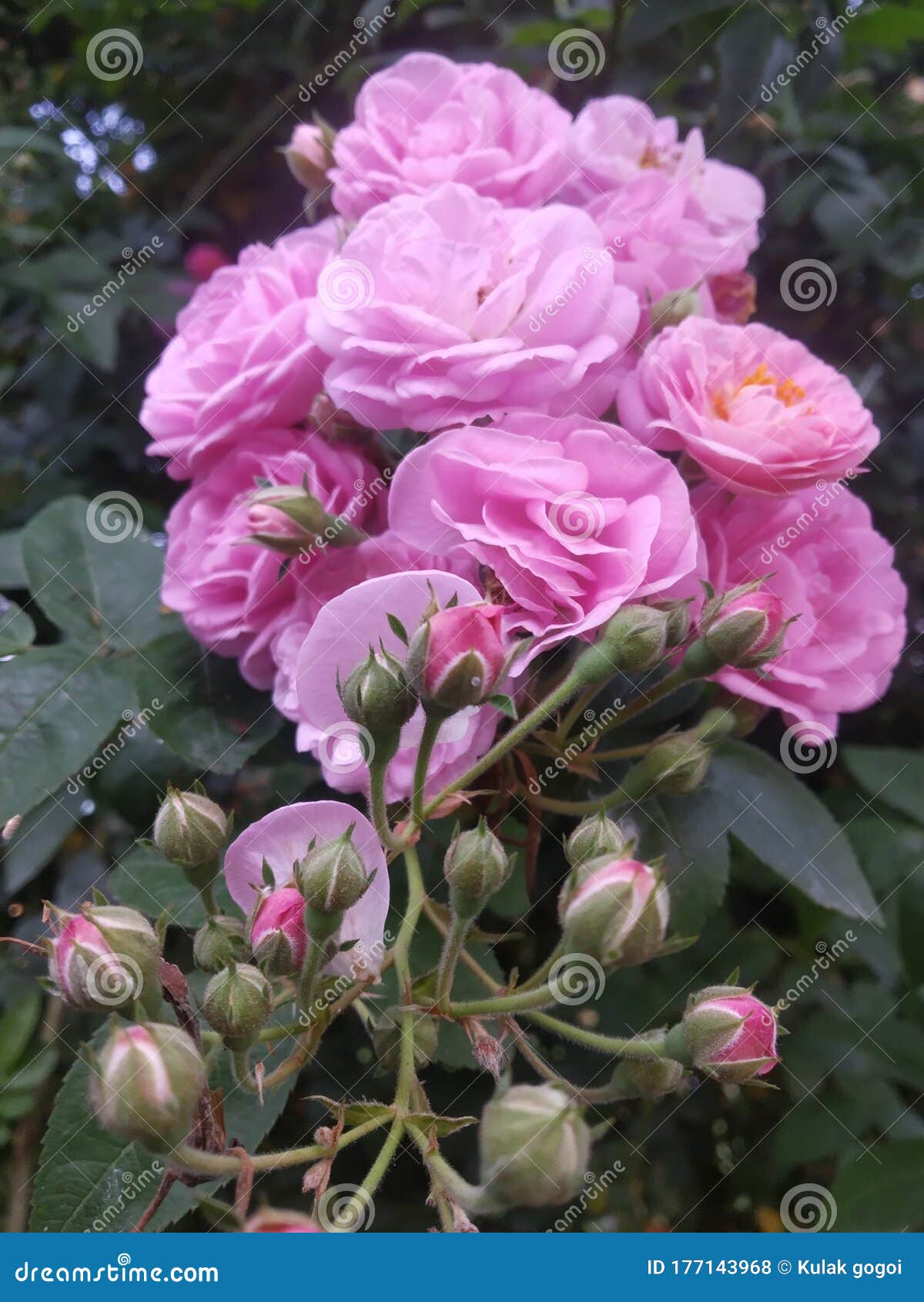 Indian Assam Rose Gulap Biutiful Rose Stock Photo - Image of gulap ...