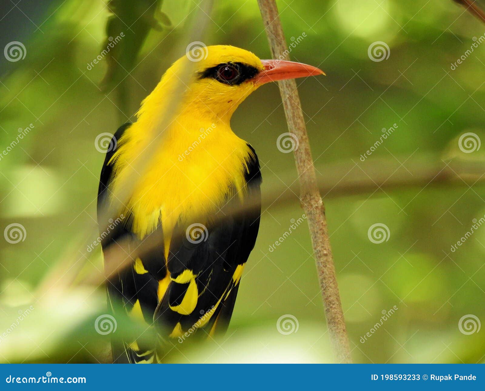 Beautiful Yellow Birds
