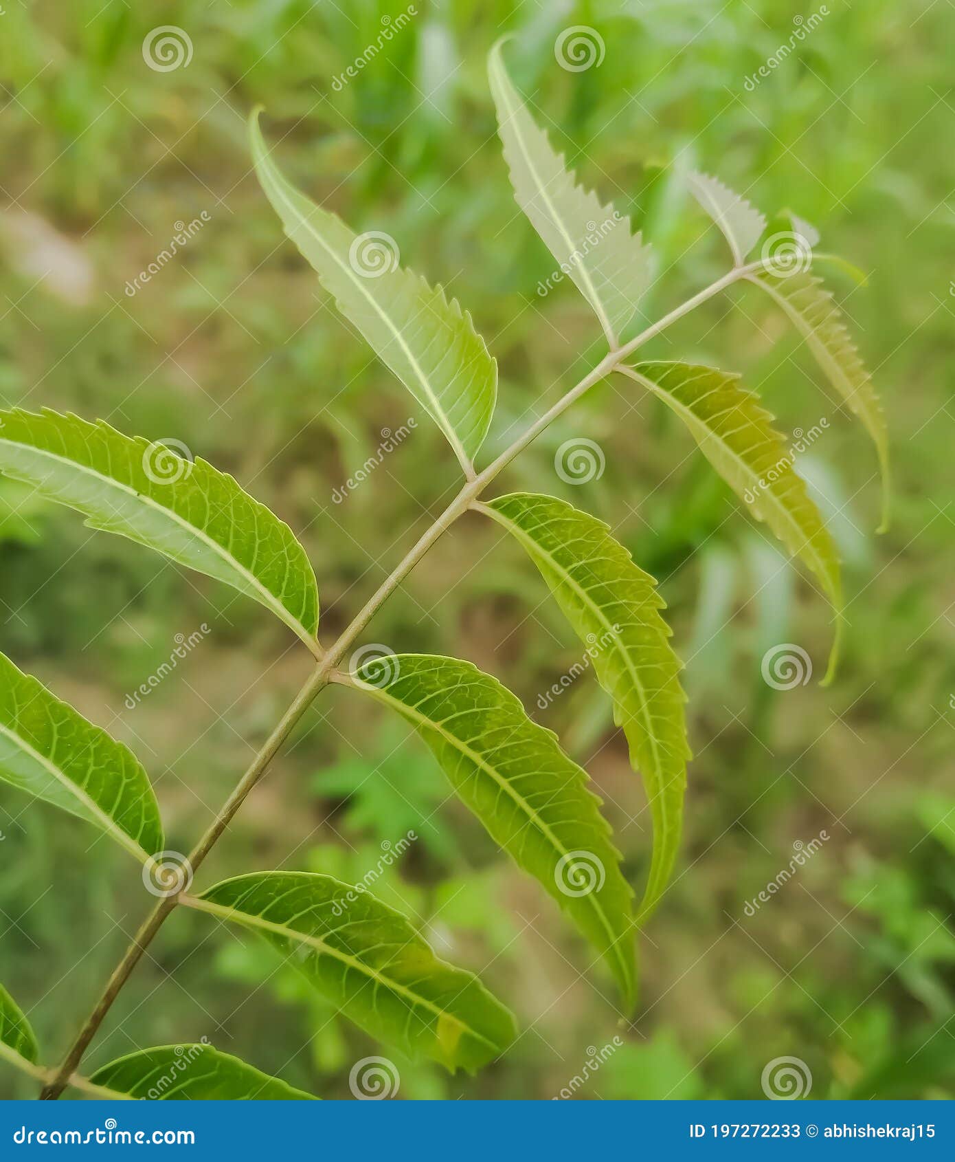 Indian Leafs Of The Bel Tree (bel Patra) Which Is The Favorite Tree Of ...