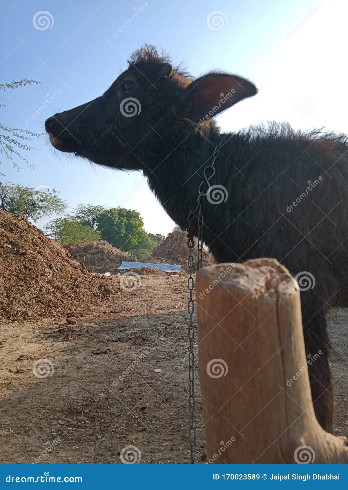 A indian bafelo at a farm stock image. Image of beti - 170023589