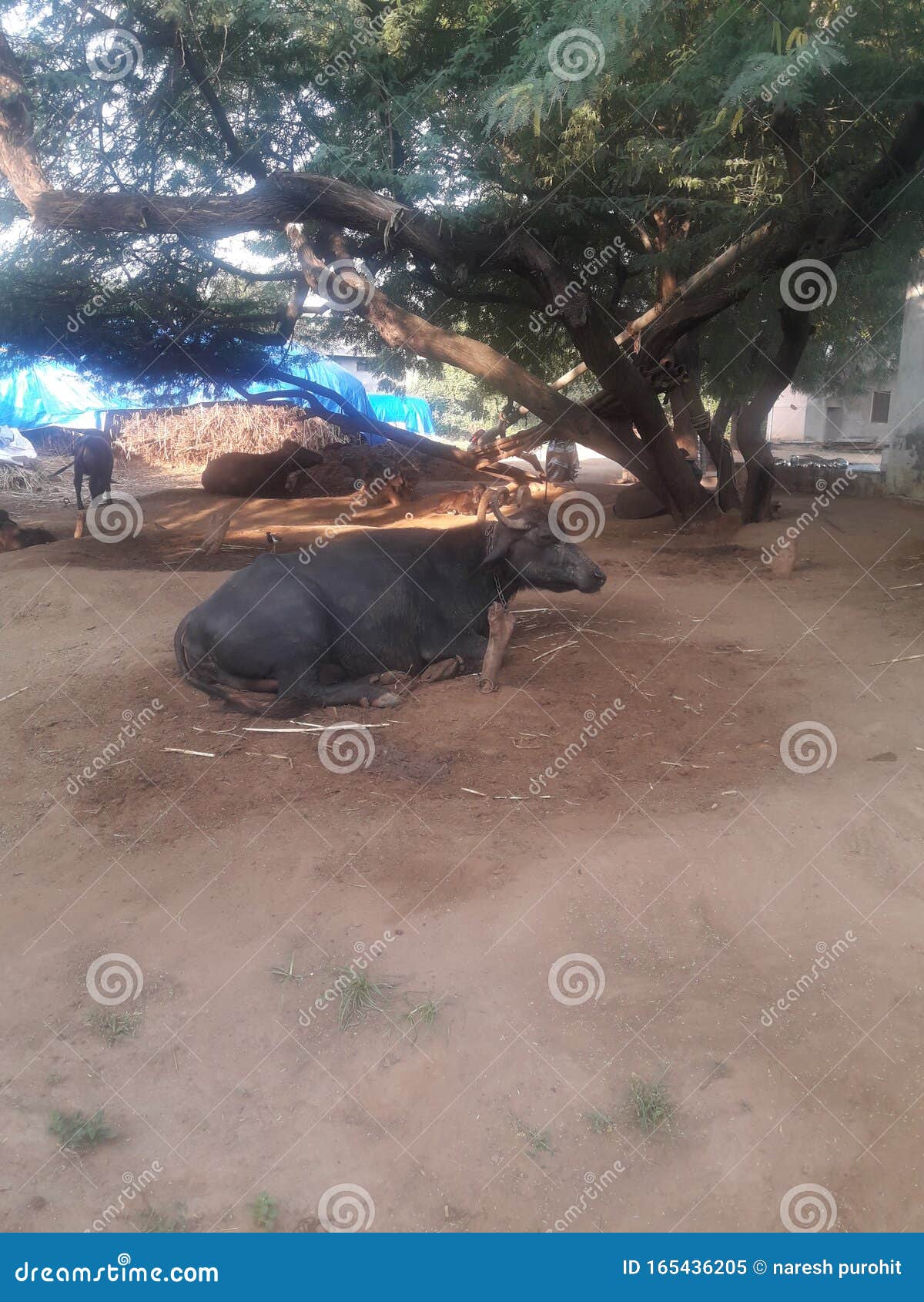 Indian bafelo stock image. Image of indian, hause, cutting - 165436205