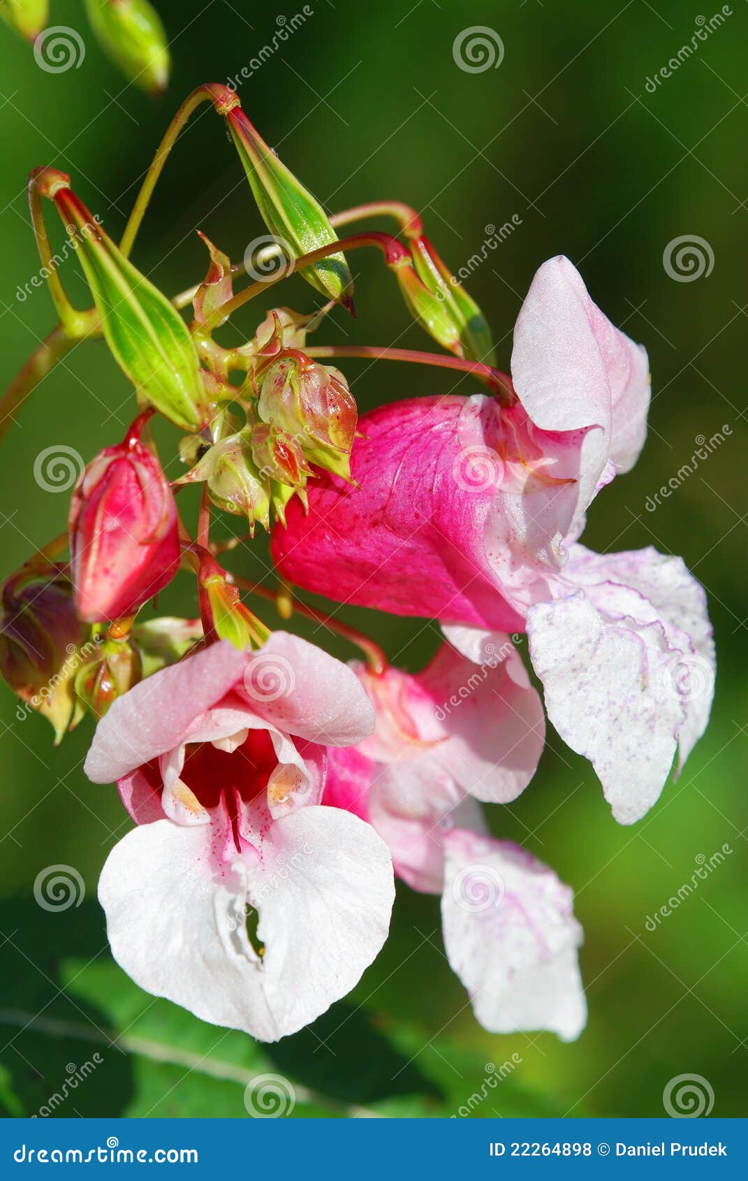 Indian balsam stock photo. Image of inflorescence, flora - 22264898