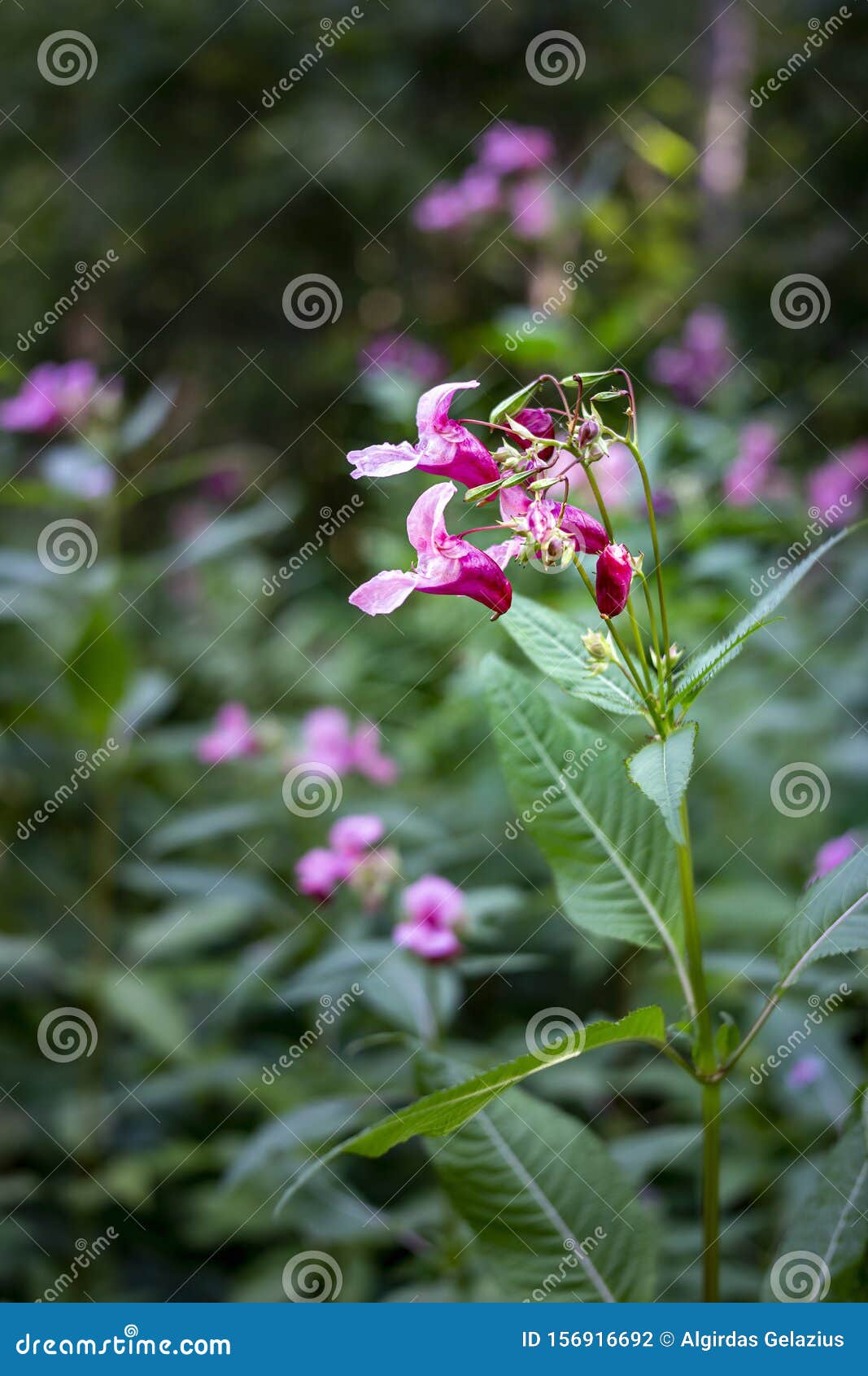 Indian Balsam Wildflower in a Forest Stock Photo - Image of blossom ...