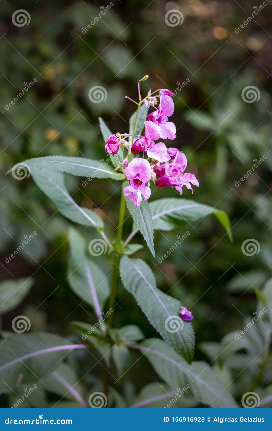 Indian Balsam Wildflower in a Forest Stock Image - Image of pharmacist ...