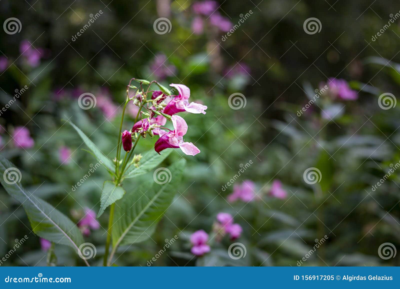 Indian Balsam Wildflower in a Forest Stock Image - Image of invasive ...