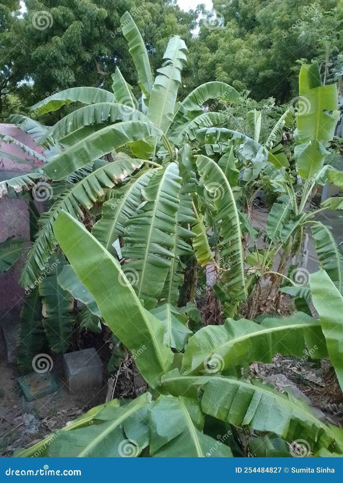 Indian Banana tree stock image. Image of indian, agriculture - 254484827
