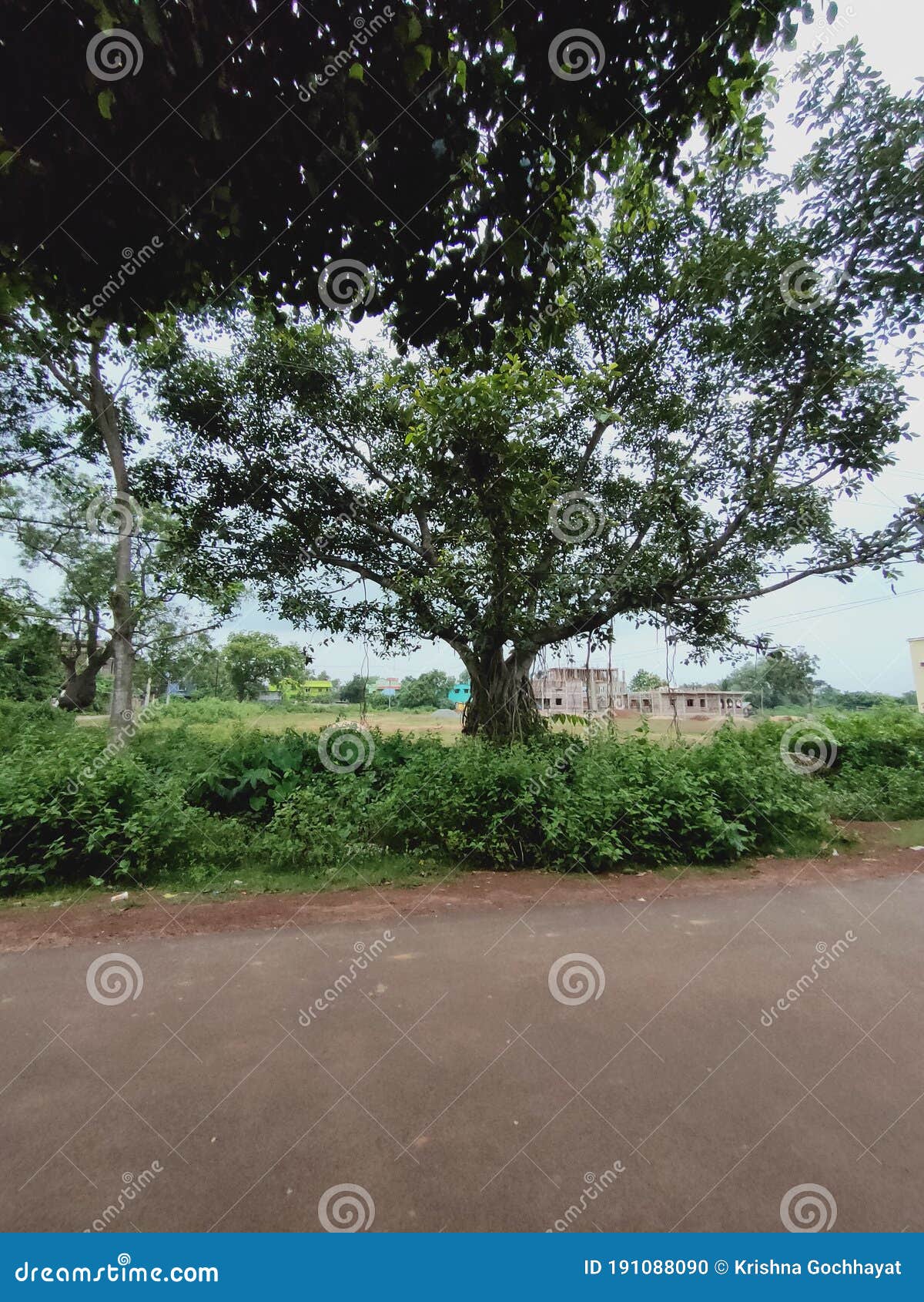 Indian Banian tree stock photo. Image of underwater - 191088090