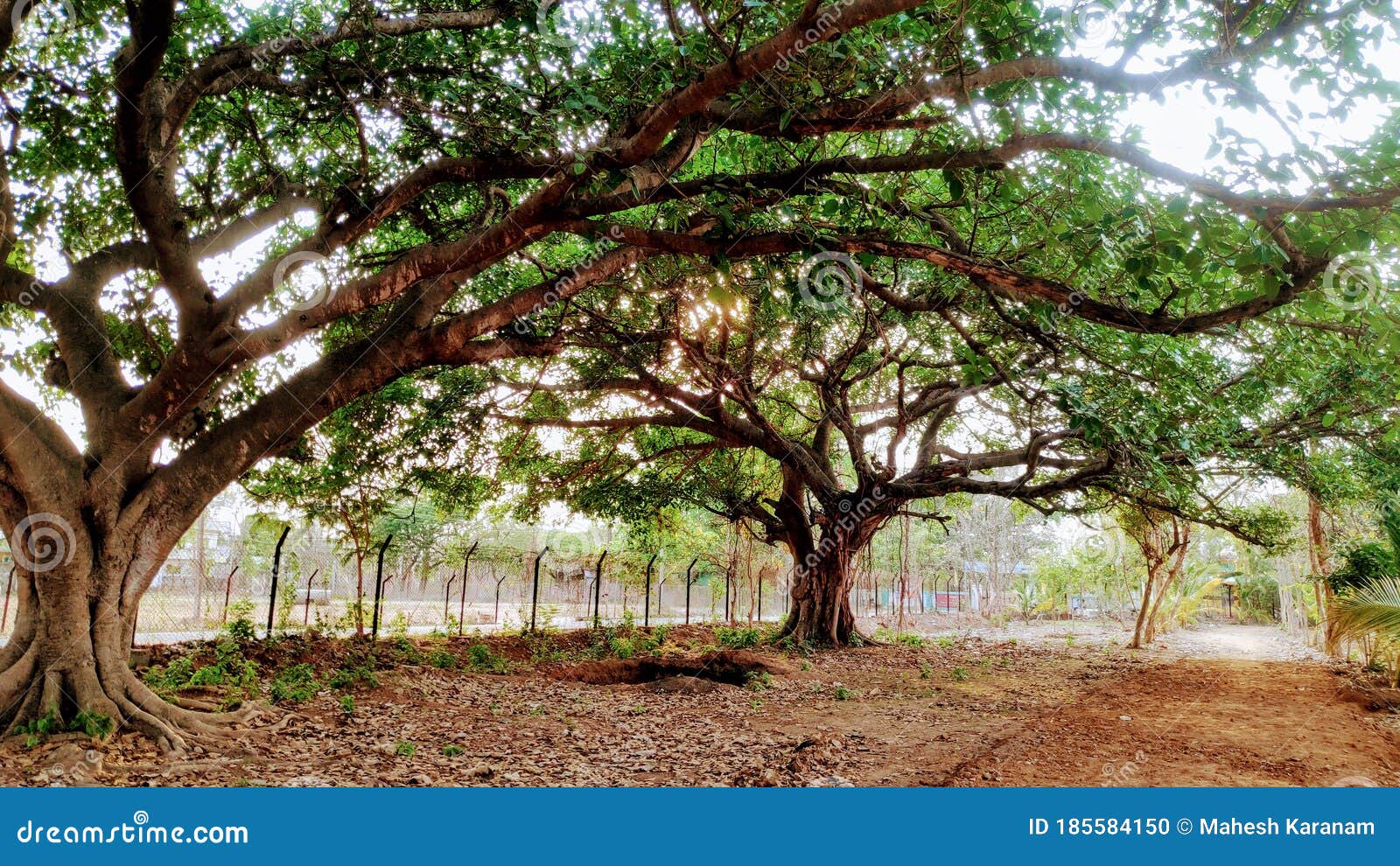 Big Indian Banyan Fig Tree, Ficus Benghalensis Royalty-Free Stock Photo ...