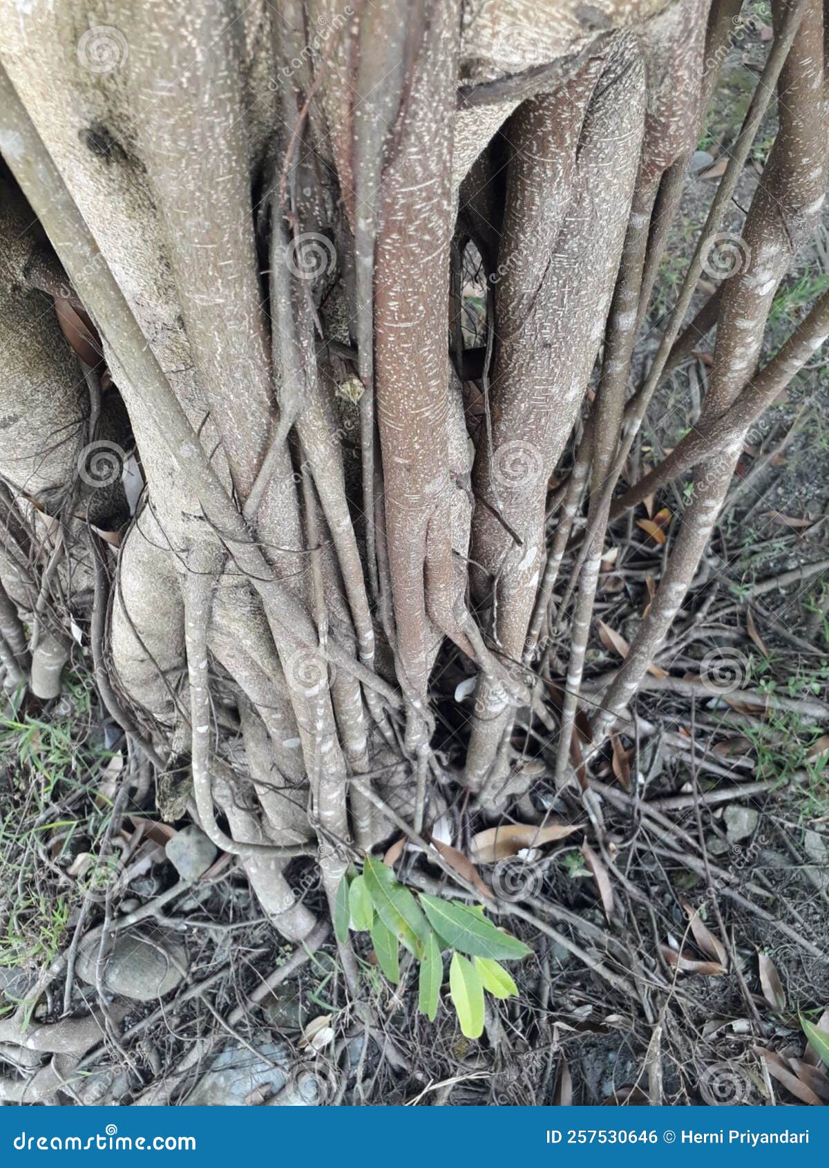Indian Banyan Tree Root stock photo. Image of twig, nature - 257530646