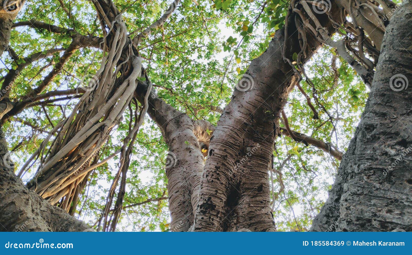 Indian Banyan Tree View from Bottom Low Angle Stock Image - Image of ...