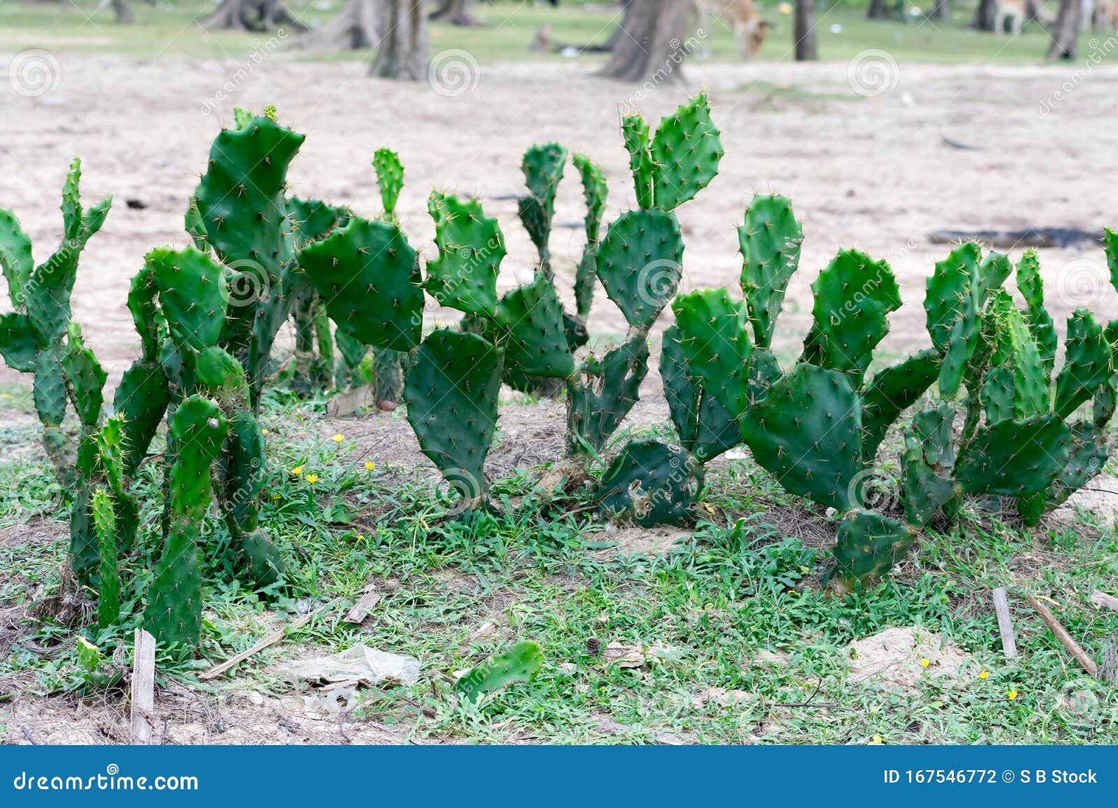Indian Barbary Fig Spineless Prickly Pear Cactus Opuntia Ficus-indica ... Indian Barbary Fig Spineless Prickly Pear Cactus Opuntia Ficus-indica ...