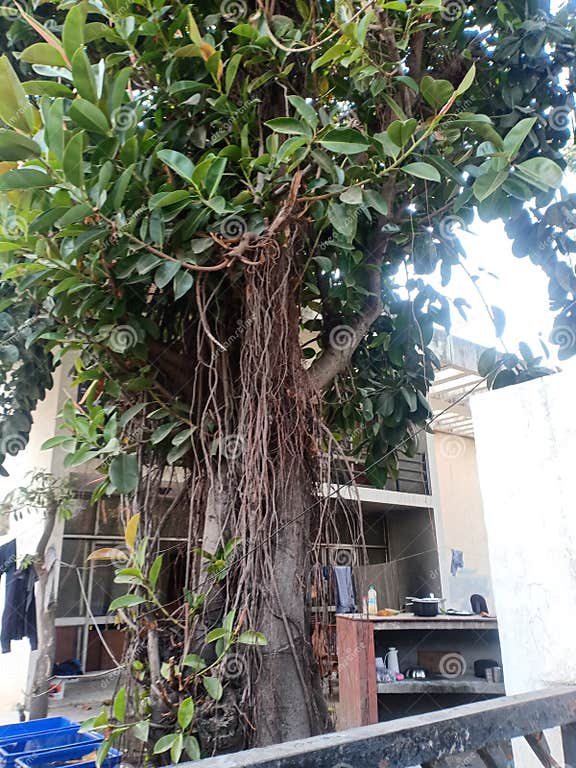 Indian Bargad tree pics stock photo. Image of branch - 180160480