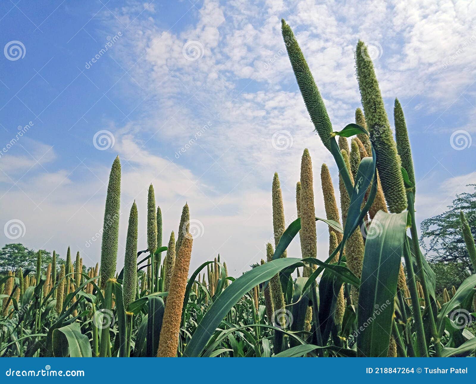 Indian Barley Crop stock photo. Image of crop, green - 218847264