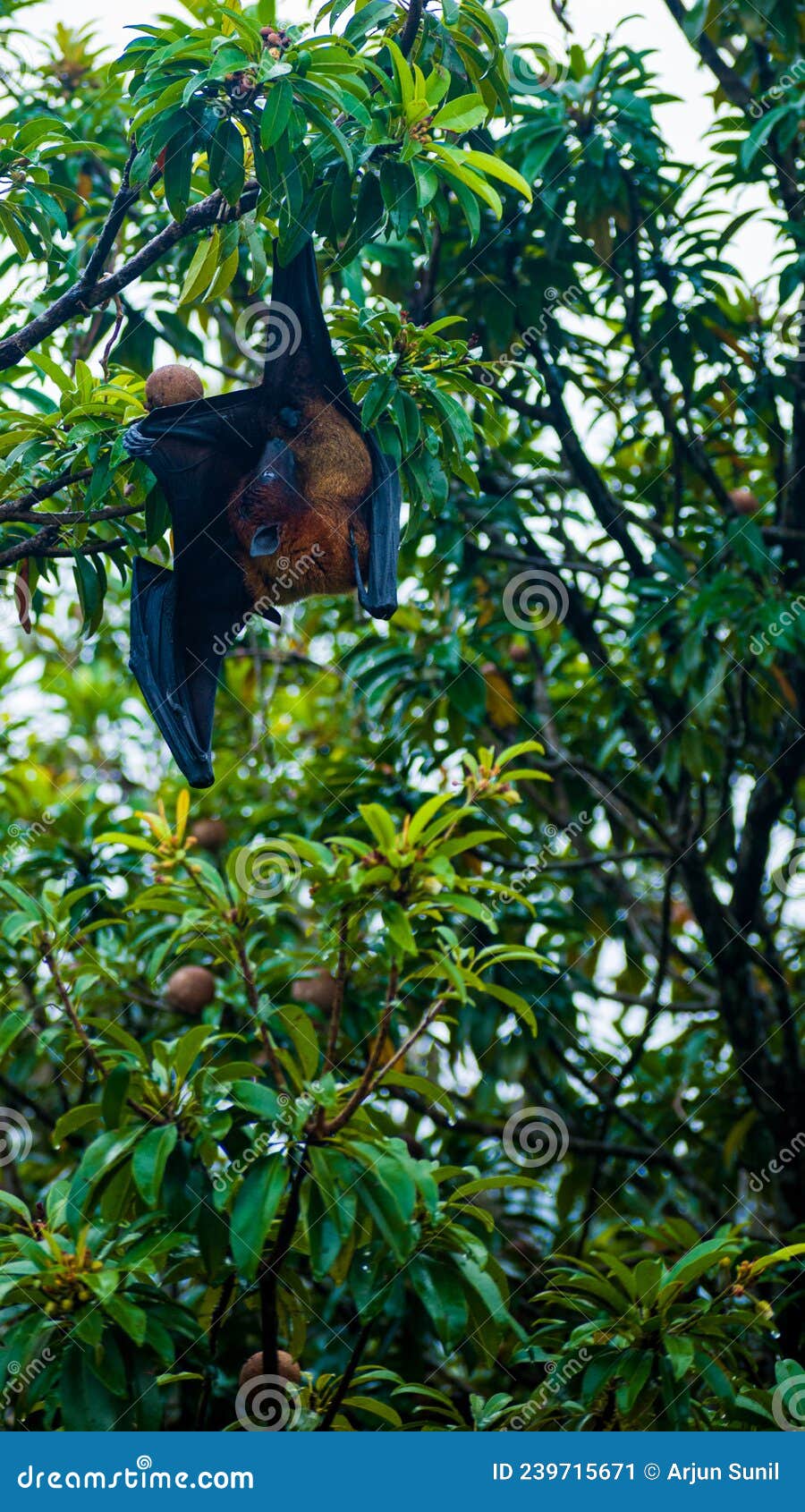 Indian Bat Hanging in a Tree Stock Image - Image of wildlife, hang ...