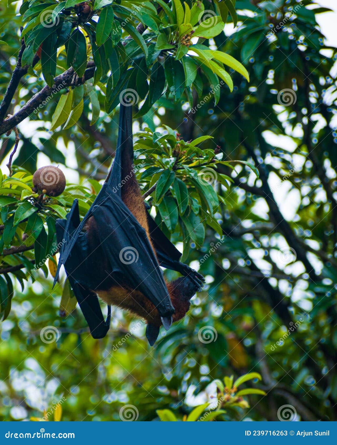 Indian Bat Hanging in a Tree Stock Image - Image of head, hang: 239716263