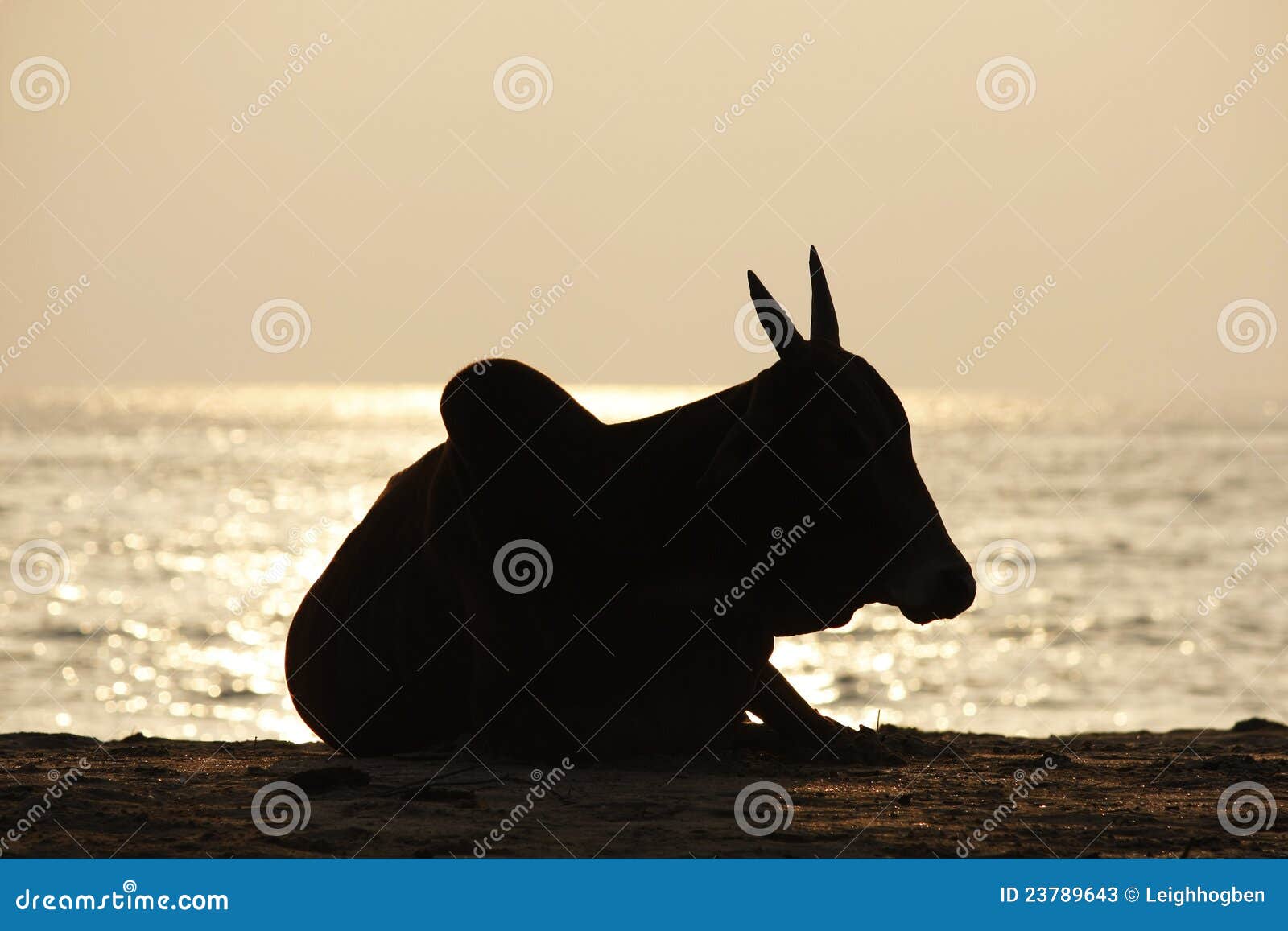 Indian beach cow stock image. Image of farmer, animal - 23789643