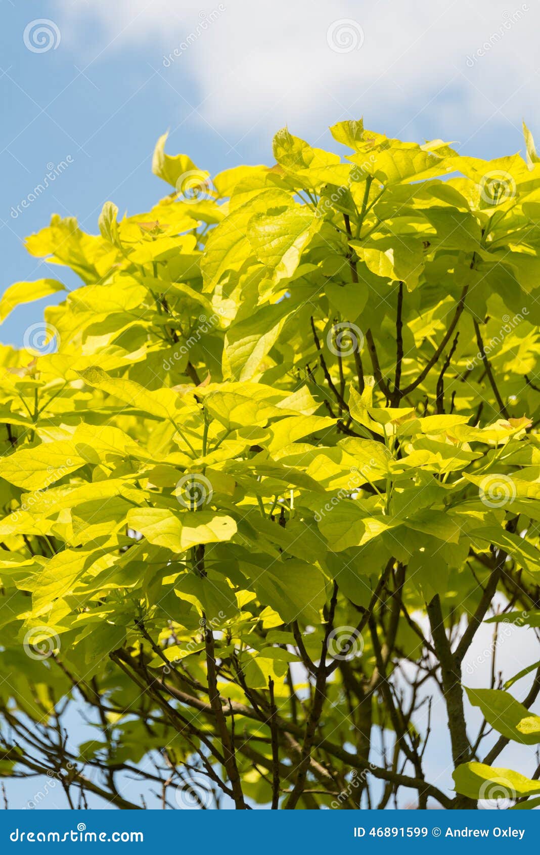 Indian Bean Tree Stock Image | CartoonDealer.com #27555385