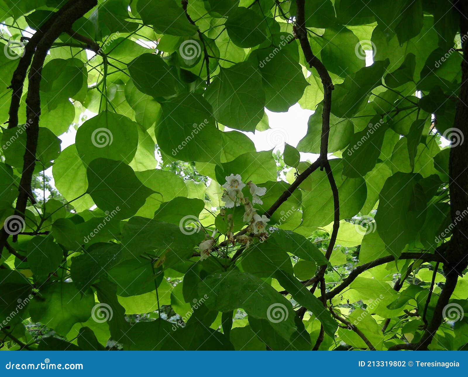 Indian Bean Tree Catalpa Bignonioides Stock Photo - Image of ...