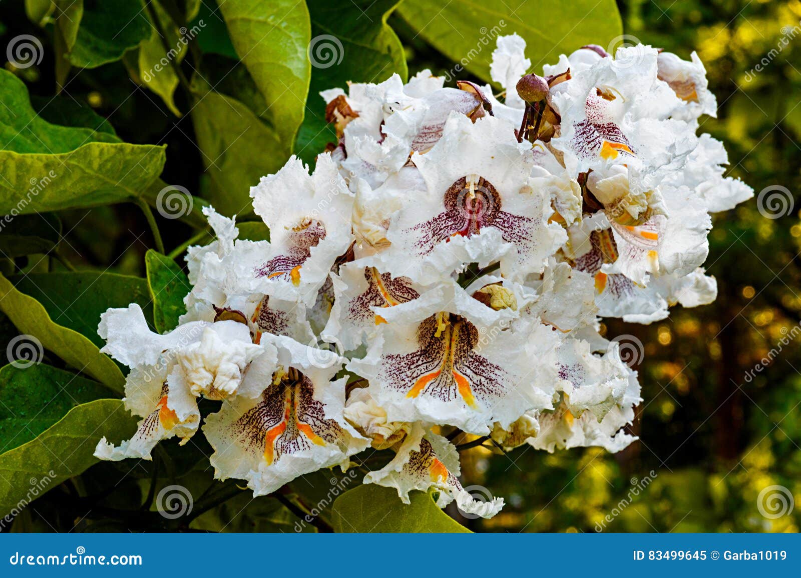 Indian bean tree flowers stock image. Image of large - 83499645