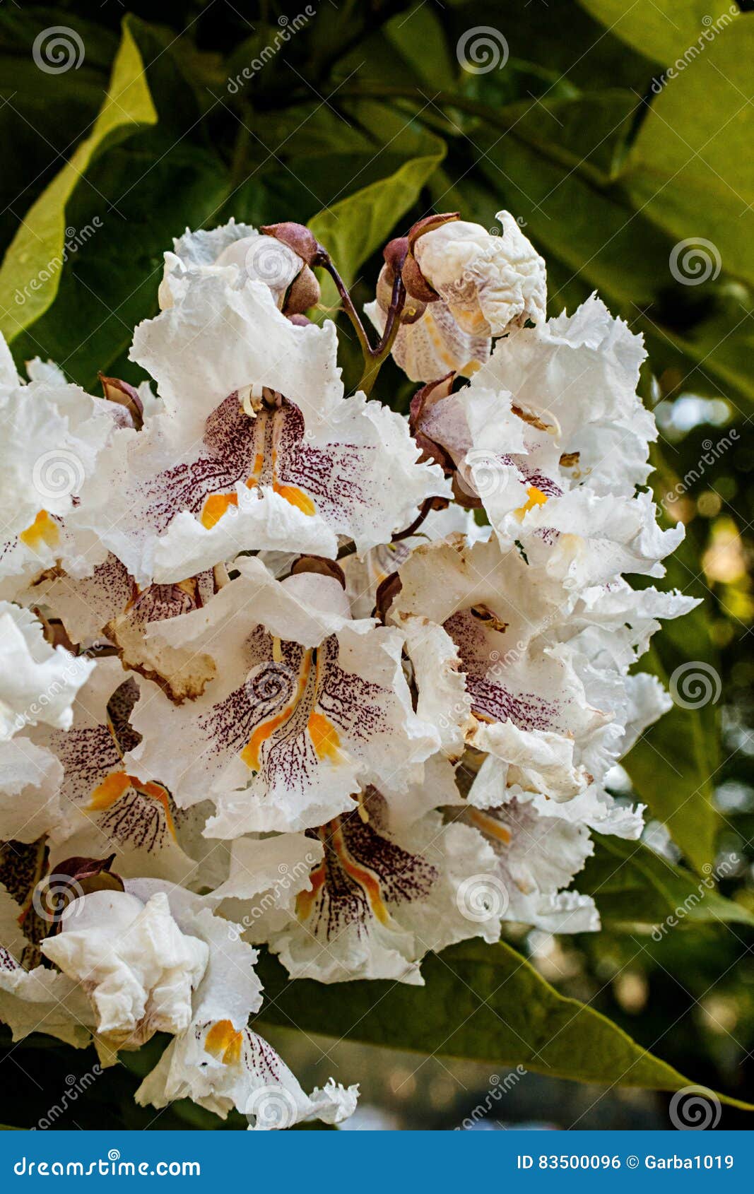 Indian bean tree flowers stock photo. Image of botanic - 83500096