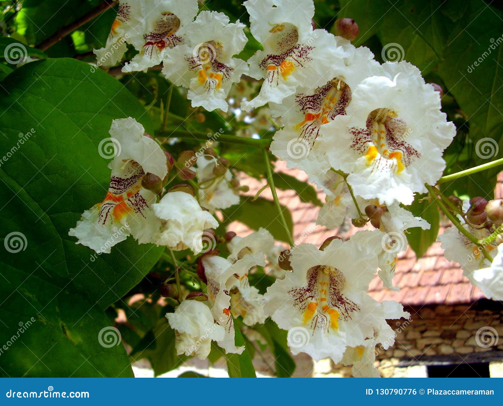 Indian Bean Tree Flowers stock photo. Image of nature - 130790776