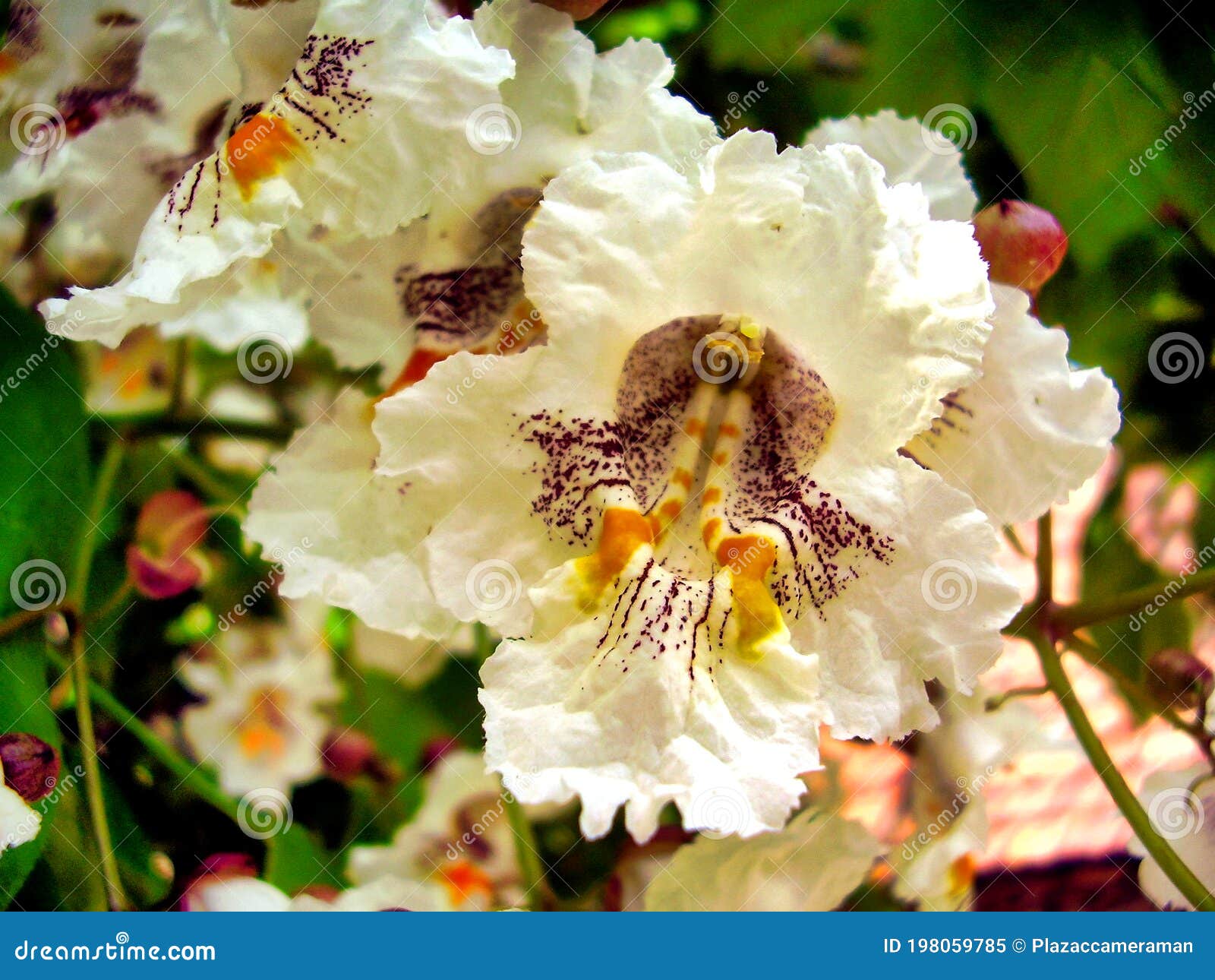 Indian Bean Tree Flowers stock image. Image of flower - 198059785