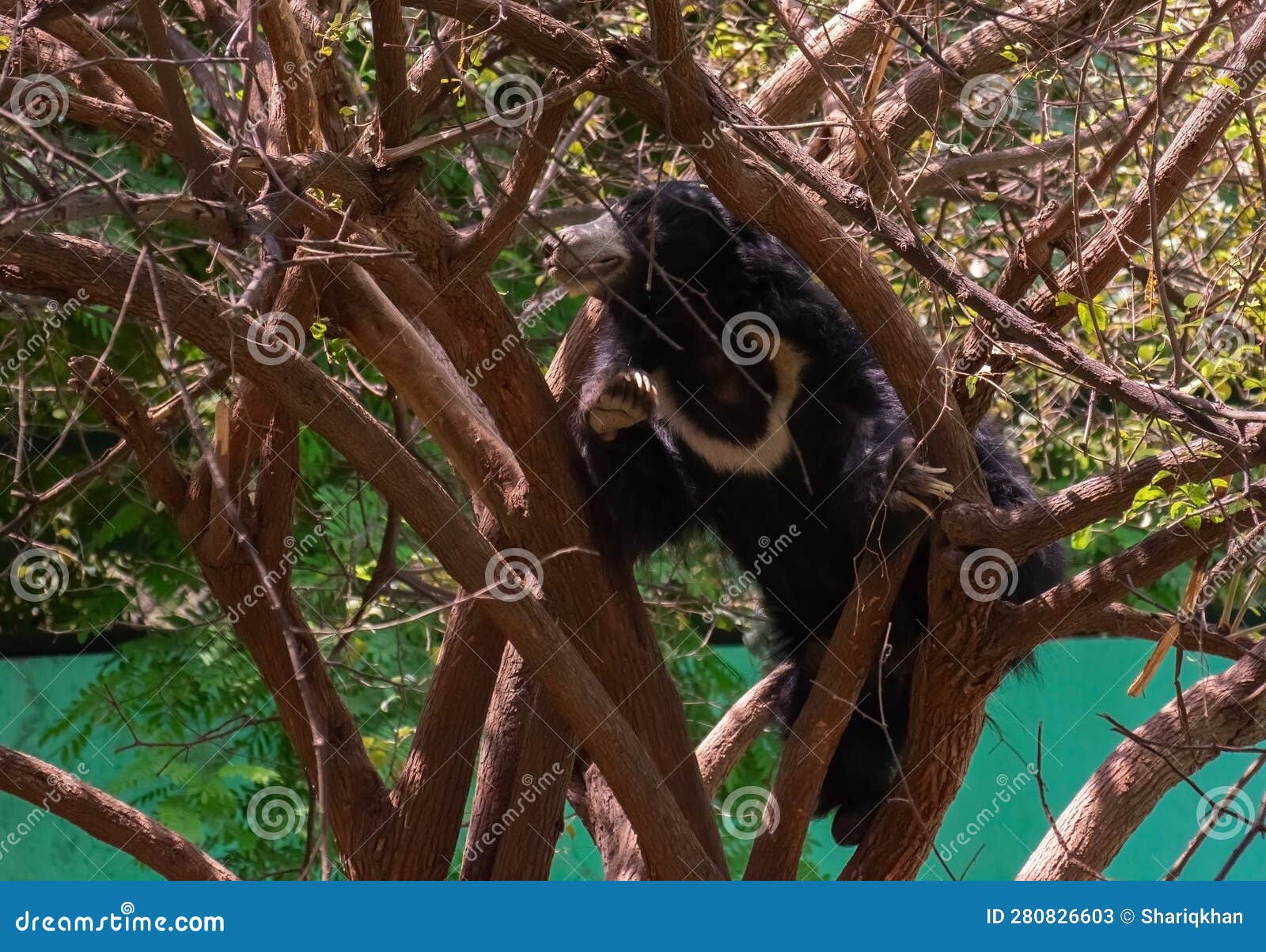 Indian Bear or Sloth Bear Melursus Ursinus Climbing on the Tree Stock ...