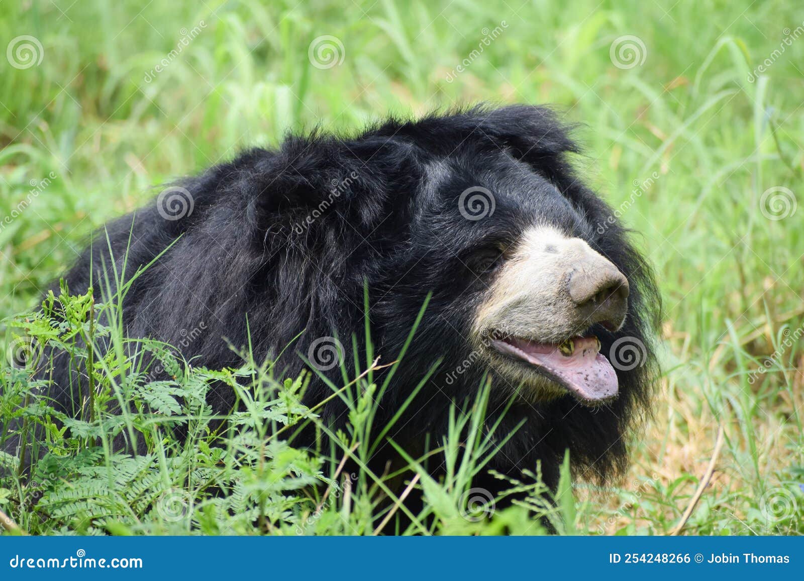 Indian Bear is Taking Rest on Grass Field Stock Photo - Image of bear ...