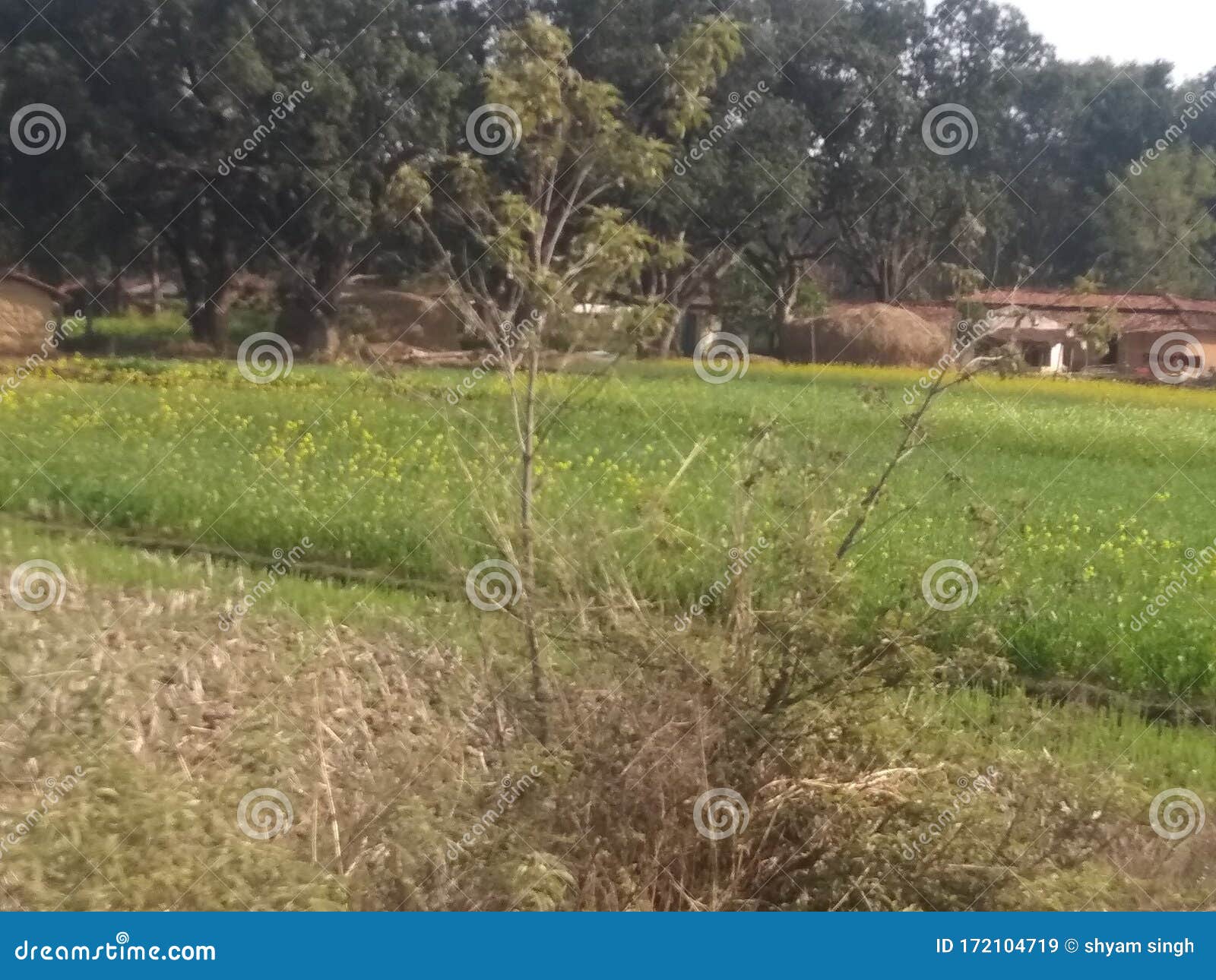 Indian Beautiful Agriculture Farm it Stock Image - Image of good, place ...