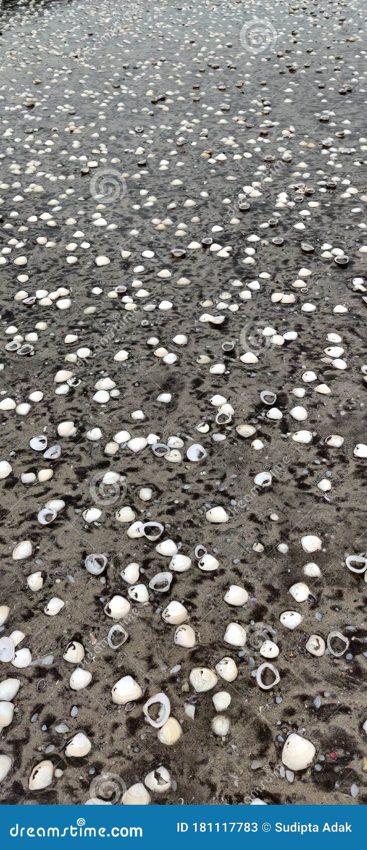 Indian Beautiful Beach with Lots Jhinuk Stock Image - Image of wall ...