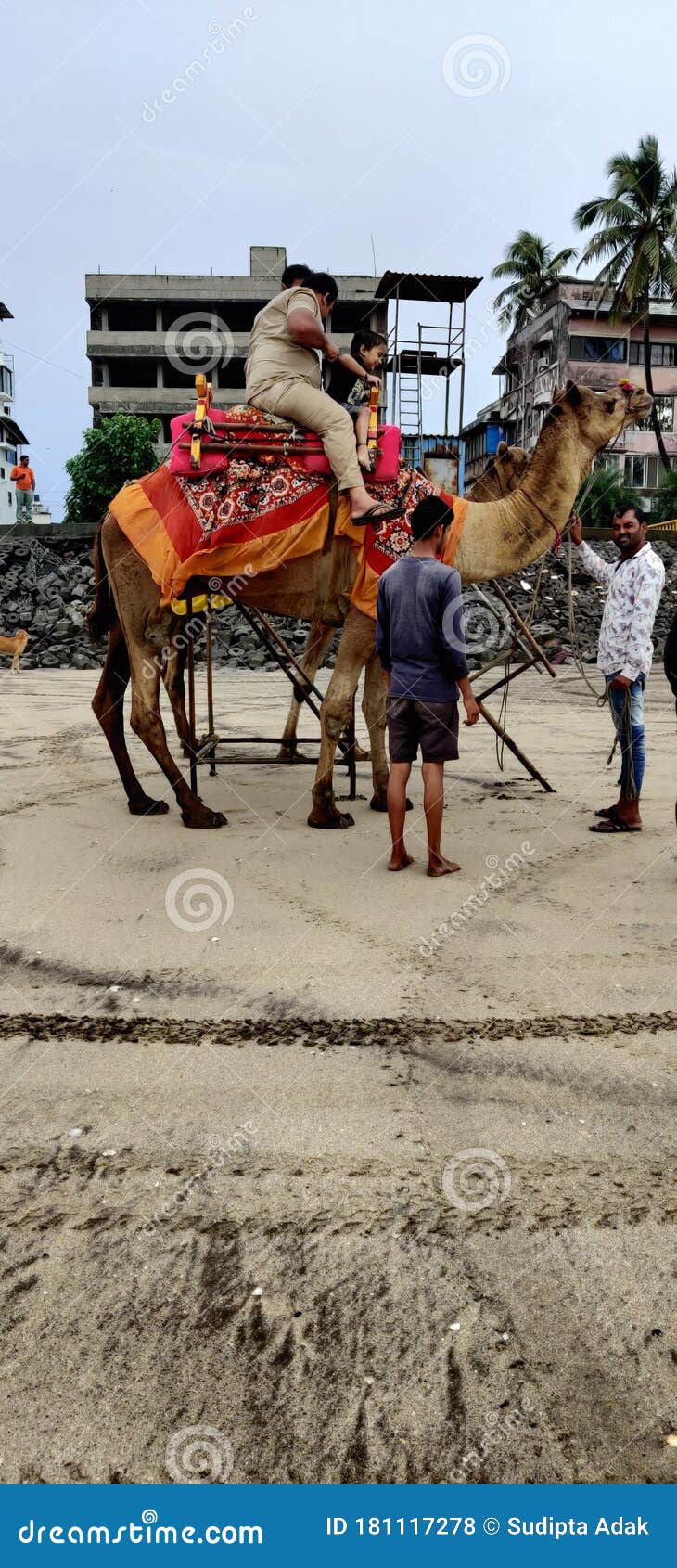 Indian Beautiful Camel Riding on Beach Editorial Stock Photo - Image of ...