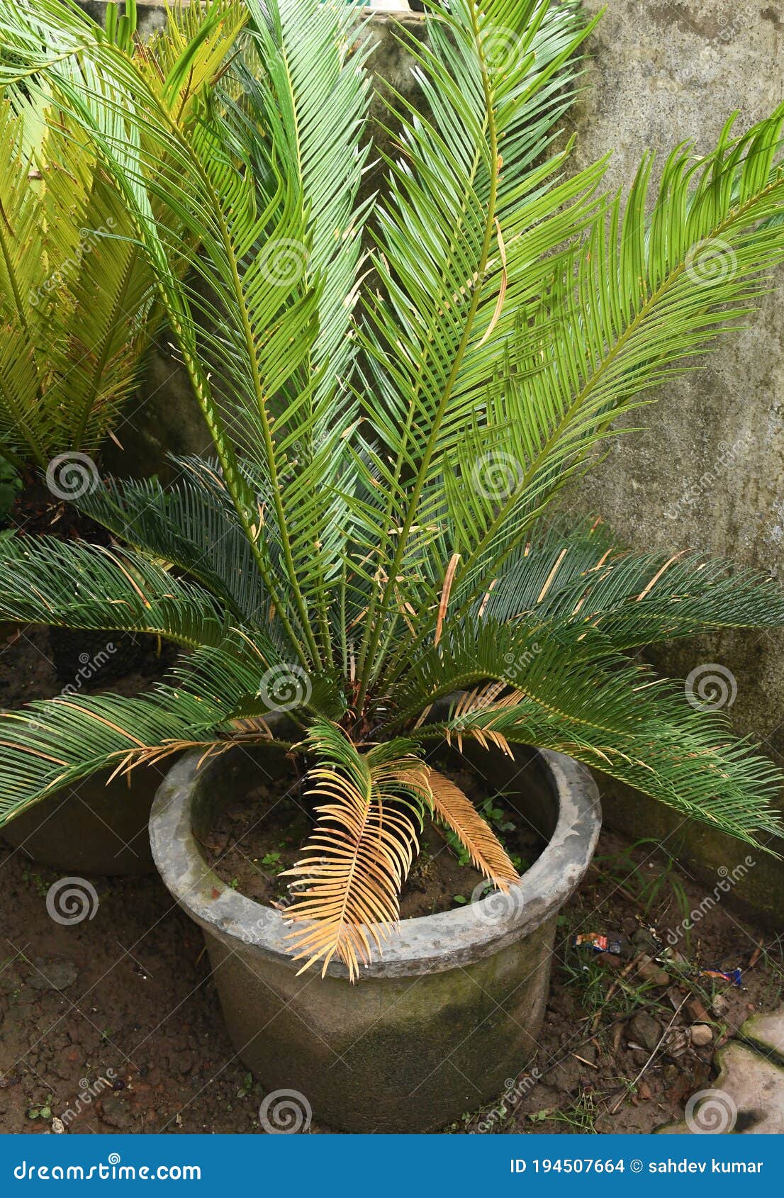 Indian Beautiful Cycad Plant with Pot Stock Photo - Image of leaf ...