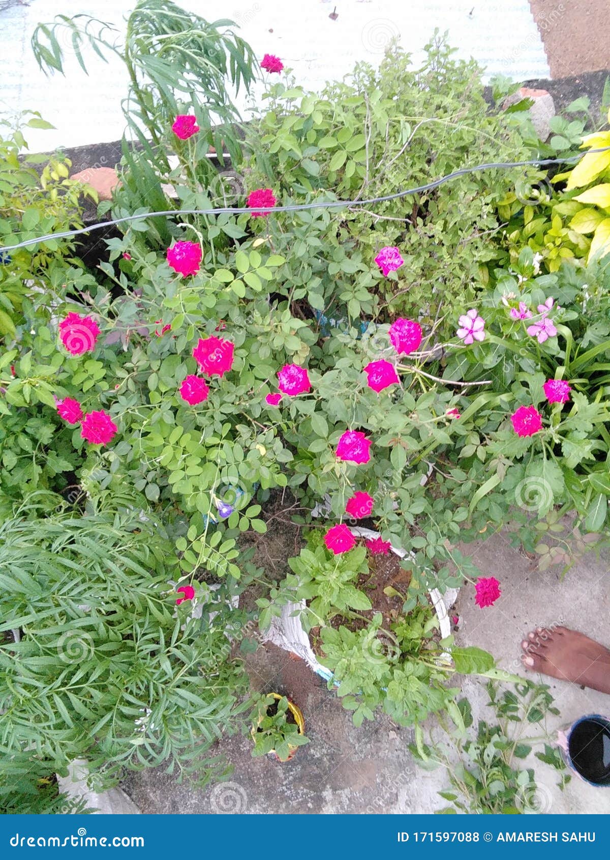 Indian Beautiful Flower on Roof Stock Photo - Image of flower, rose ...