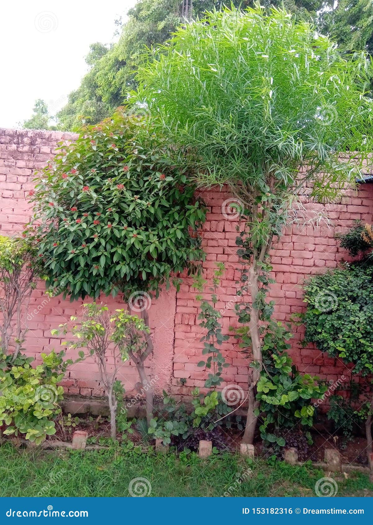 Indian beautiful garden stock photo. Image of trees - 153182316