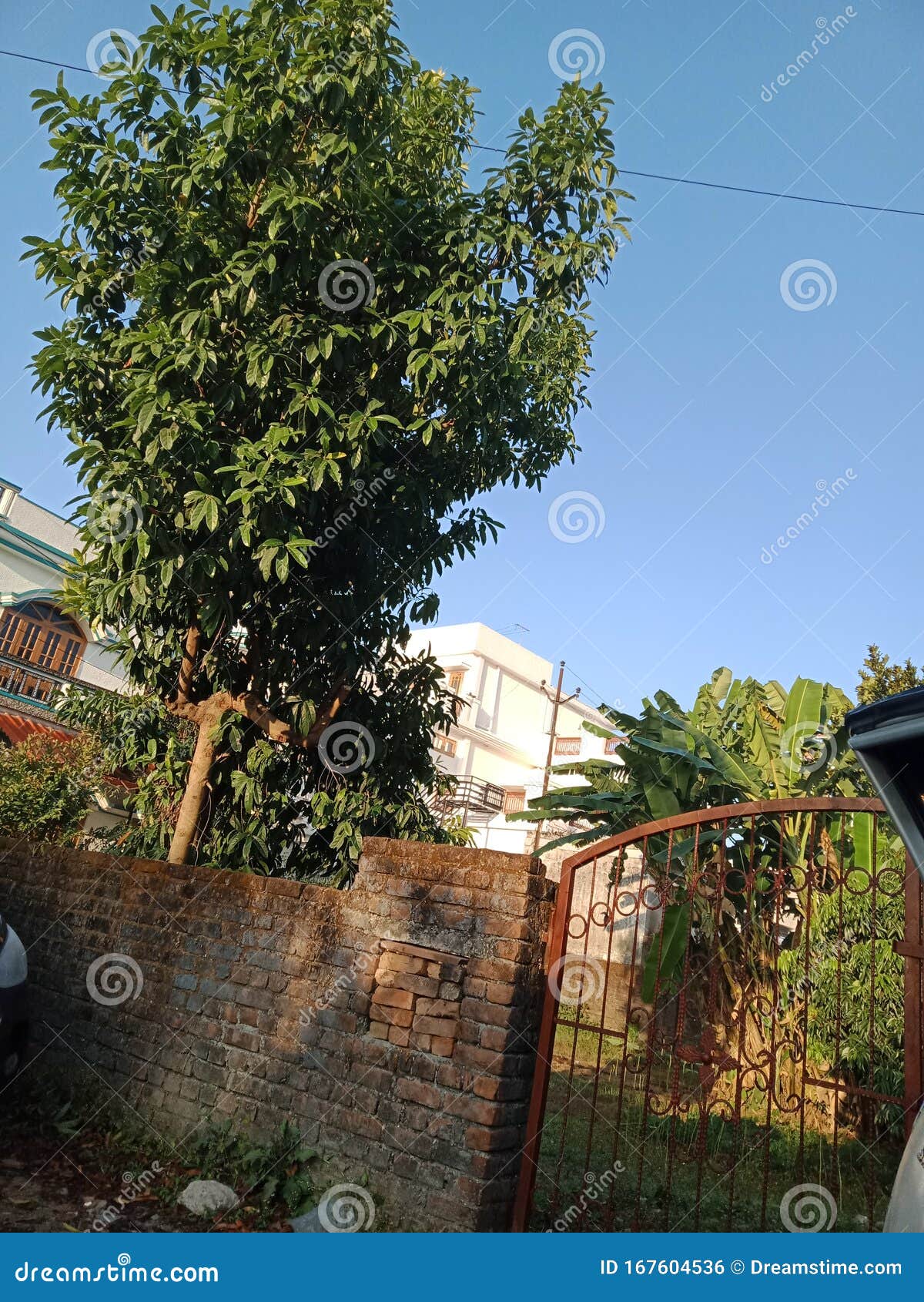 Indian Beautiful Nature Tree in Village Stock Photo - Image of village ...