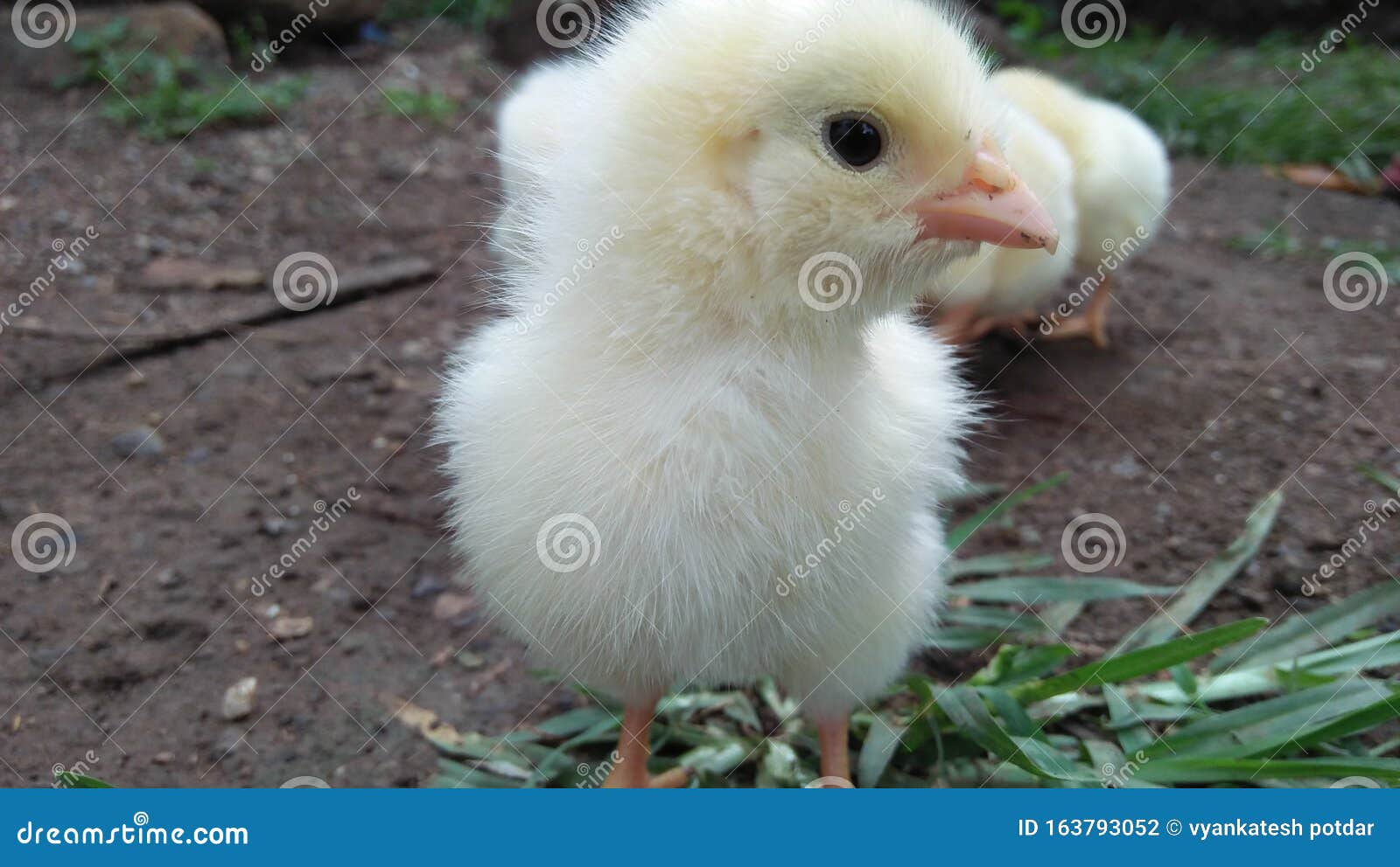 Indian Beautiful, Popular Hens Chicks Stock Photo - Image of hens ...