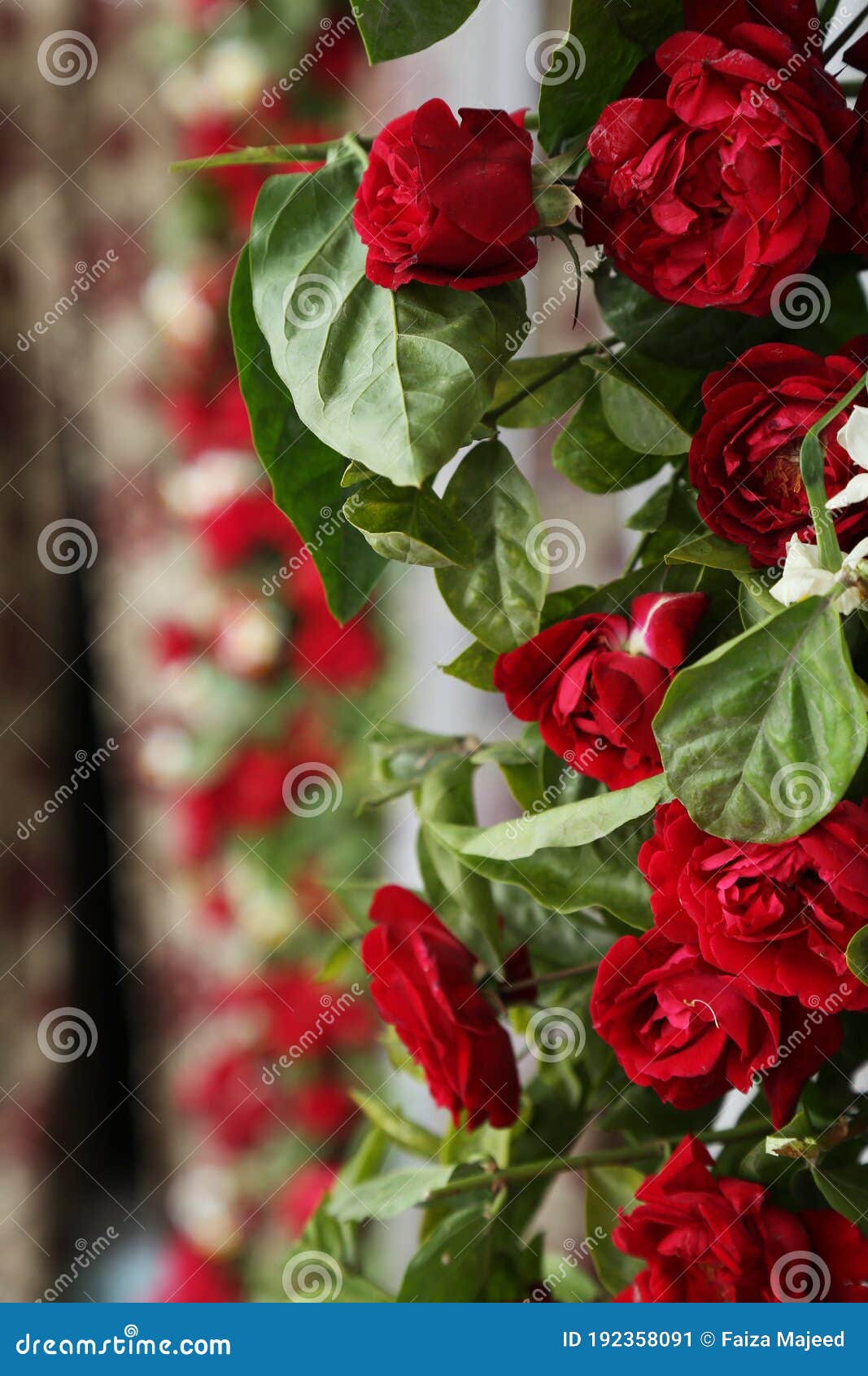 Indian Beautiful Stylish Red Rose Decoration Stock Image - Image of ...