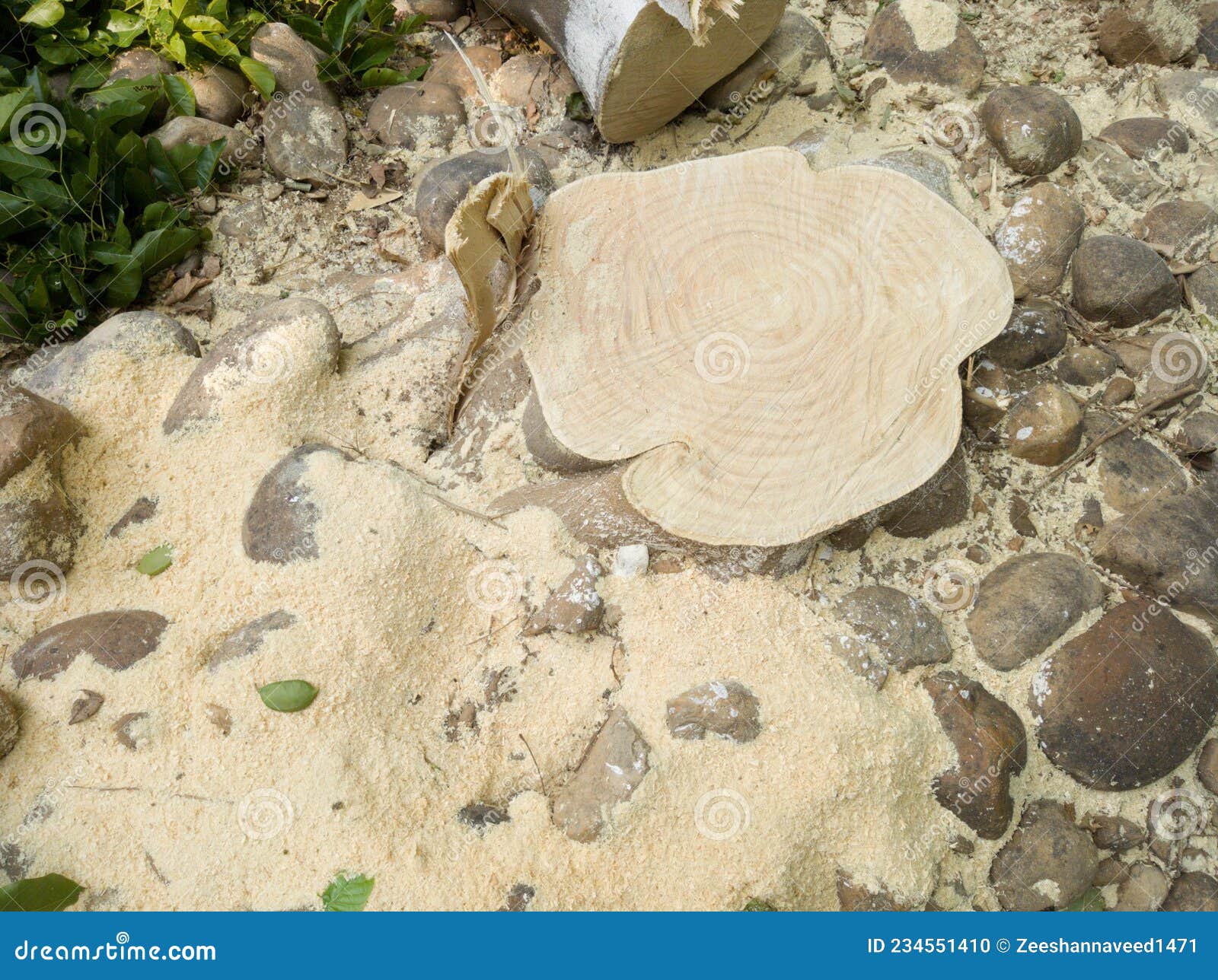 Indian Beech Tree Cut Trunk in the Forest. Tree Powder and Stoned ...
