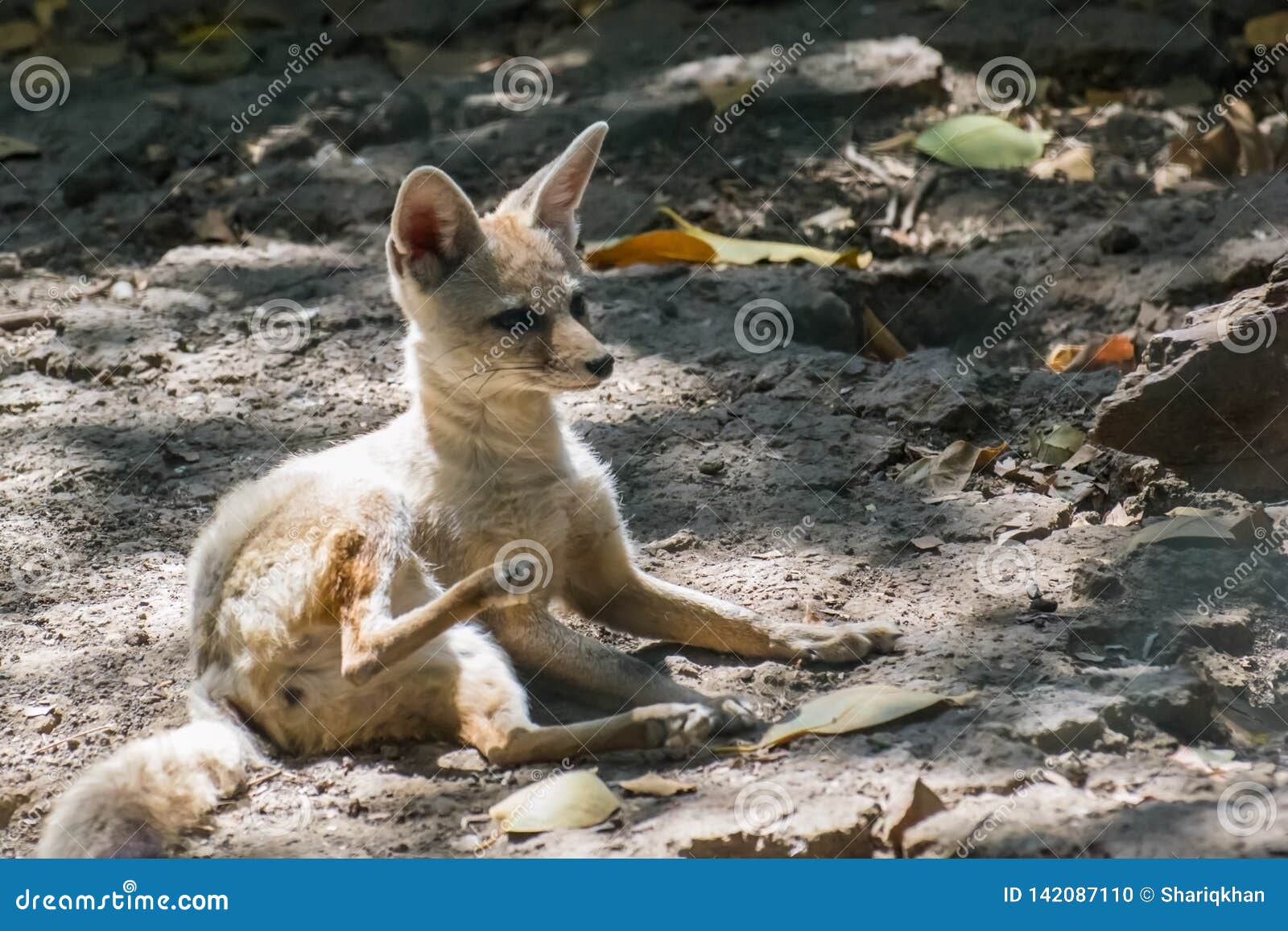 Tibetan Sand Fox Baby