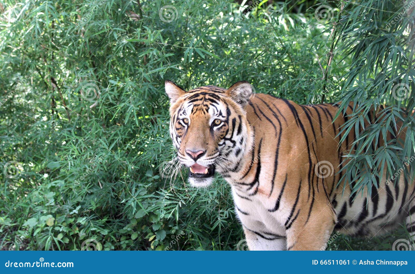 Indian Bengal Village Natural Pond With Hemp Fasteners Stock ...
